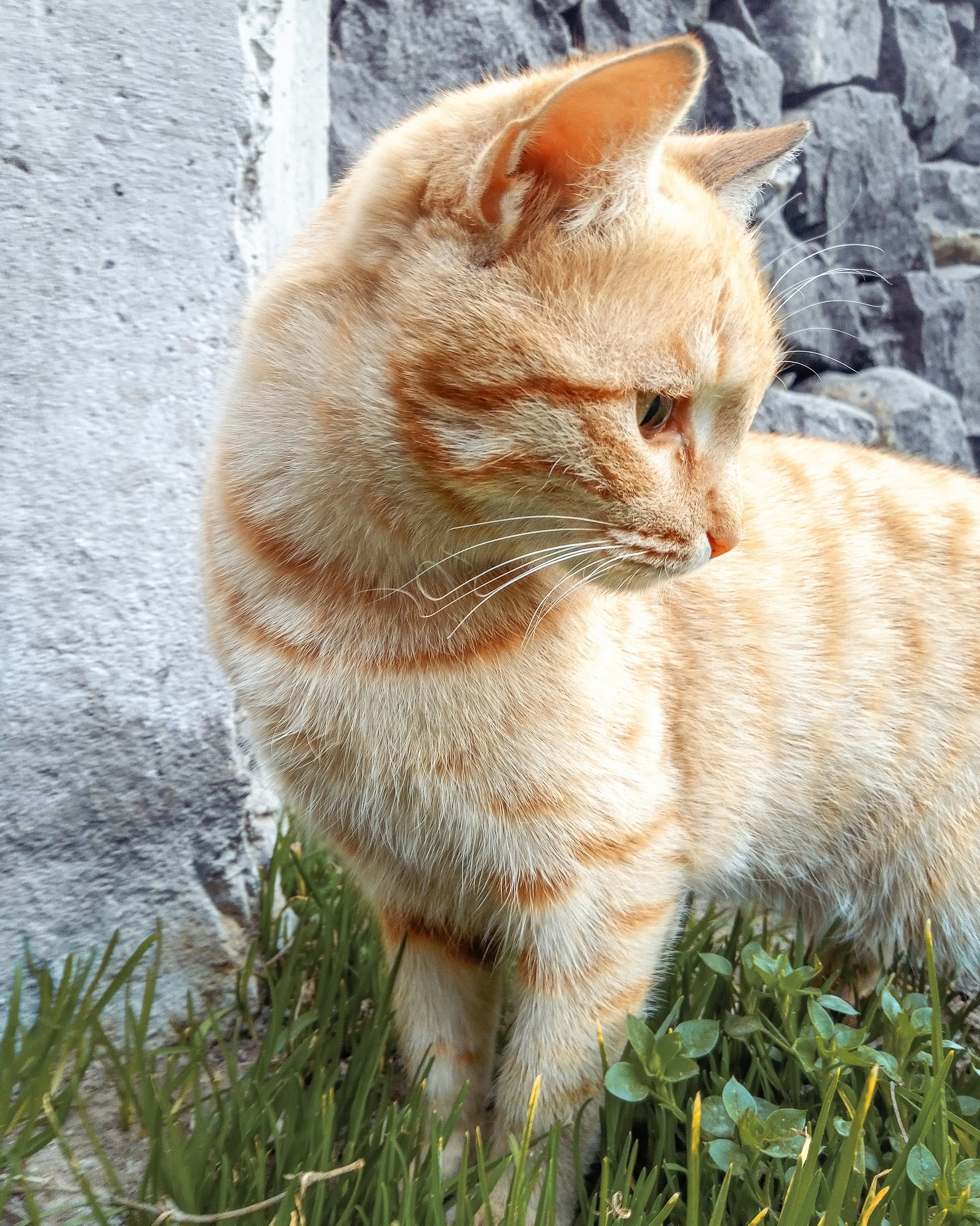 Orange tabby cat beside a rough stone wall, with grass at its feet, bathed in soft outdoor light.