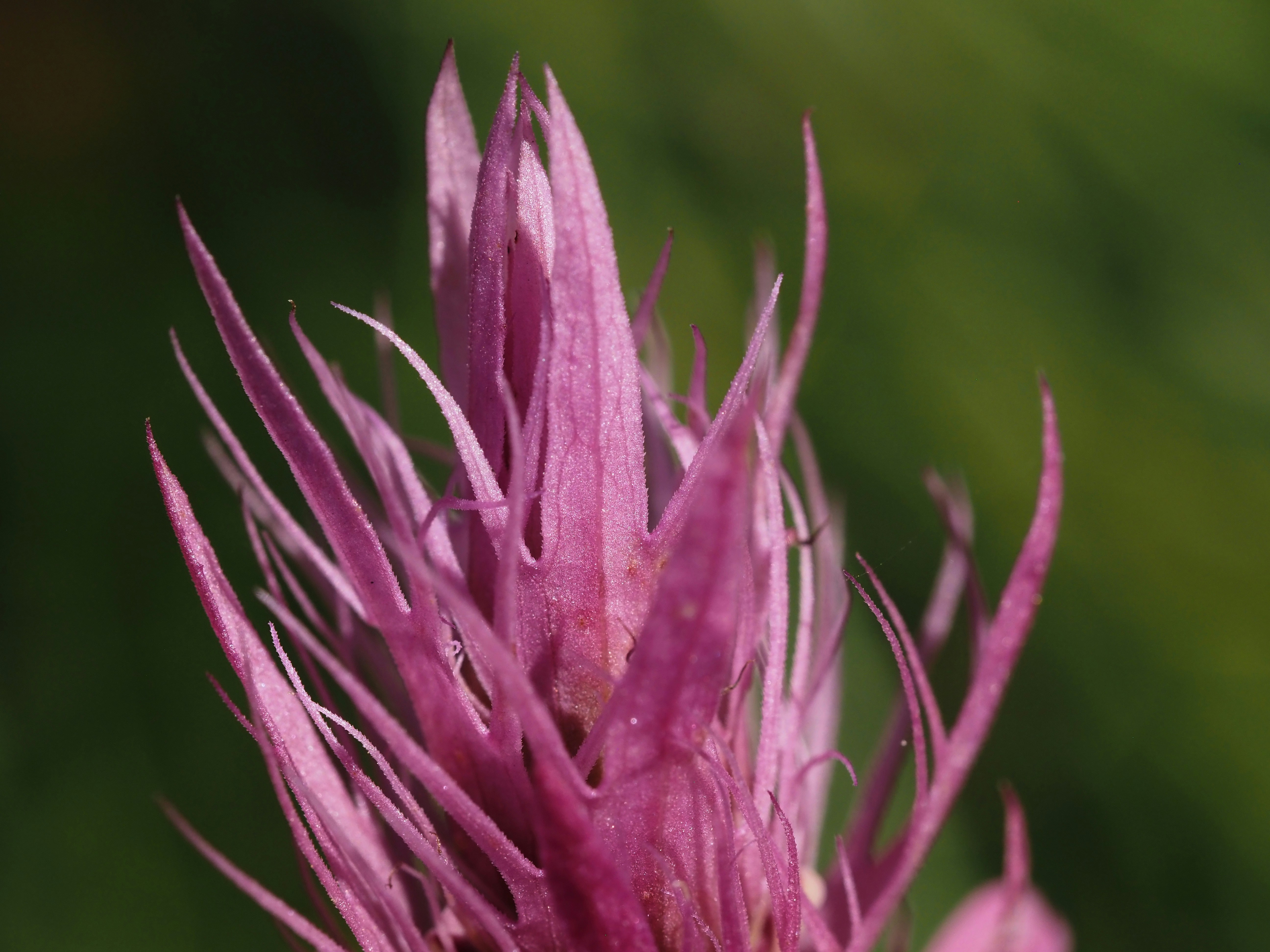 Close-up of a magenta flower with sharp, spiky petals against a soft green background. The central bloom dominates the frame, revealing fine texture and subtle dew at the petal edges.