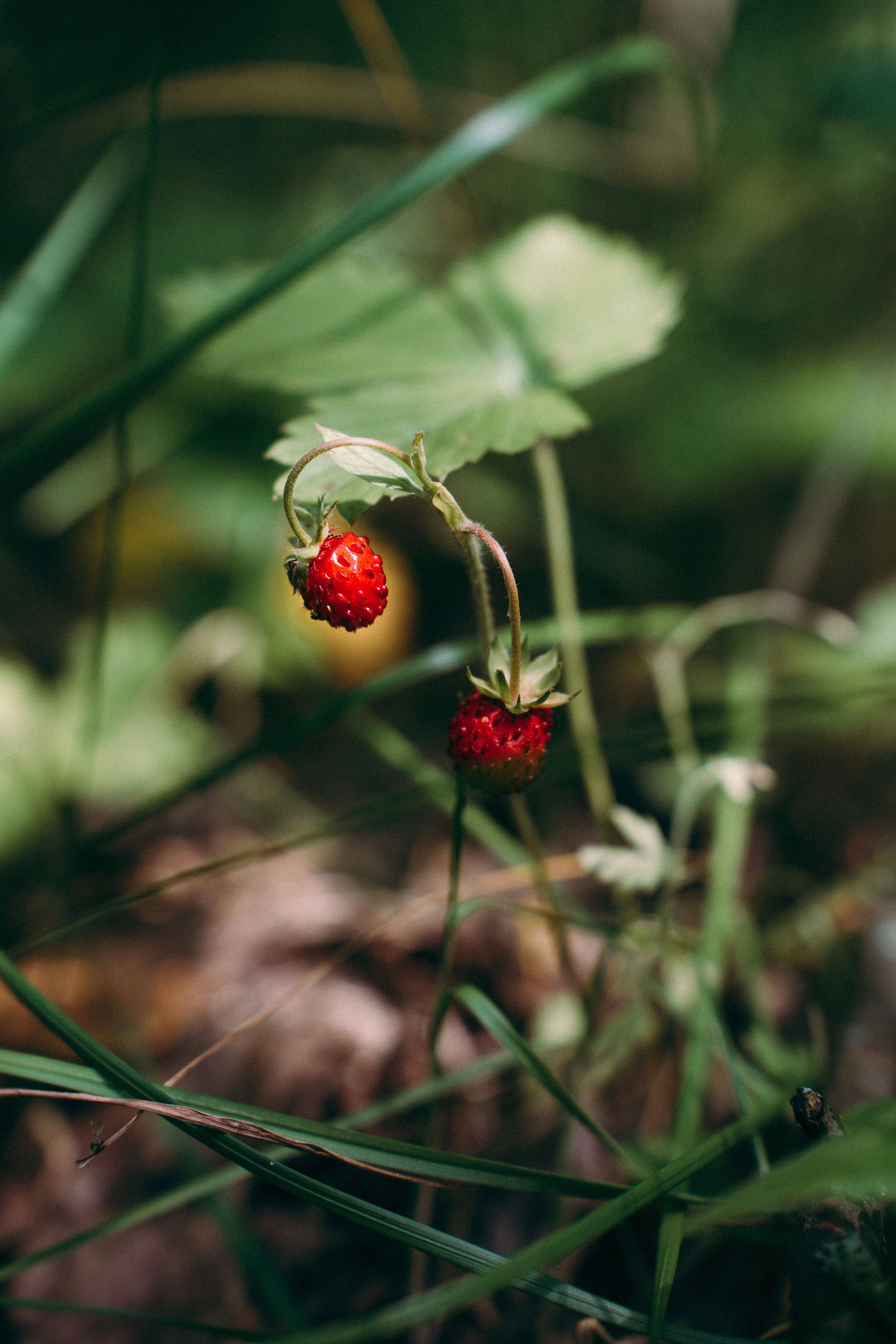 A single berry sitting on top of a green plant photo – Free Food Image ...