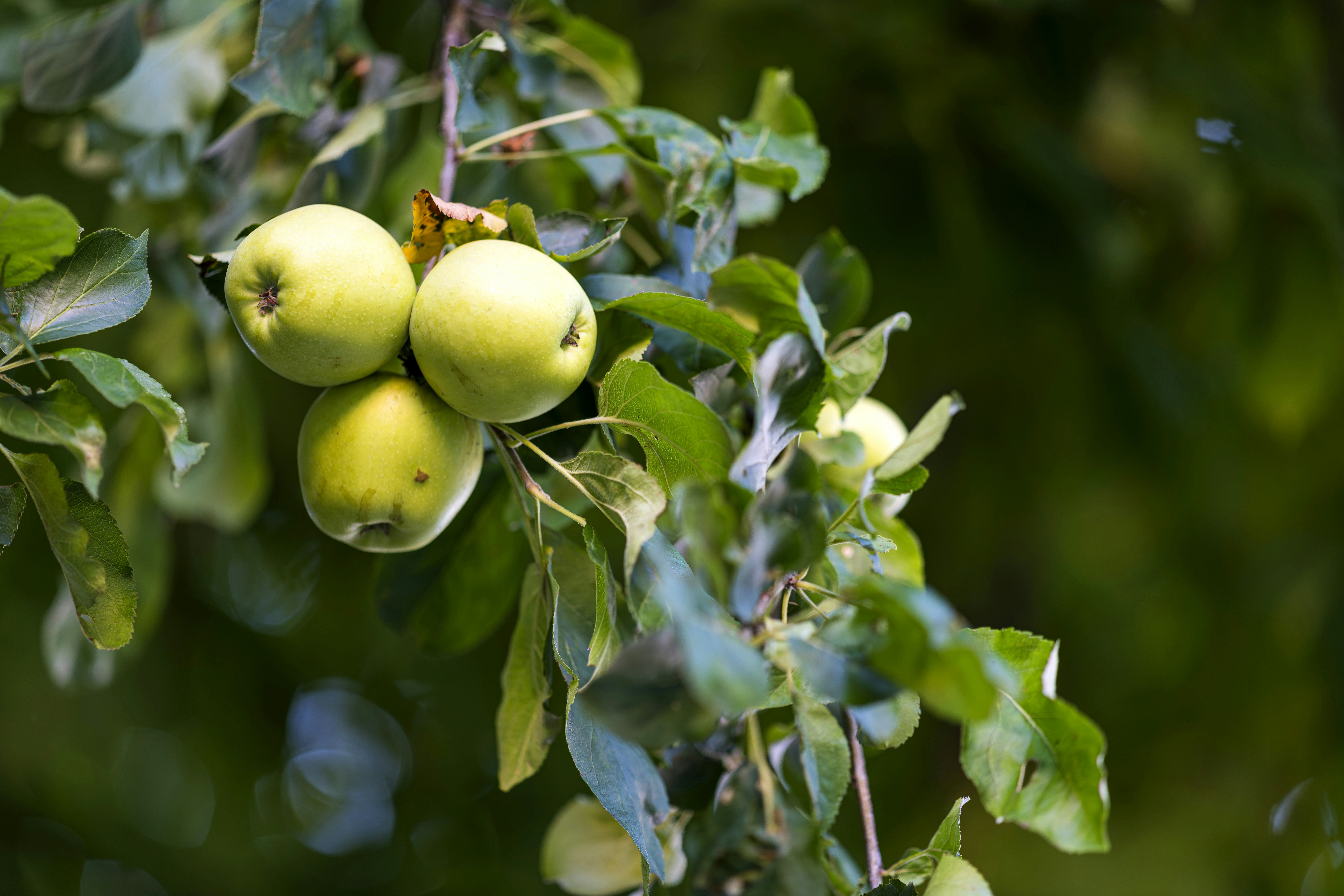 ripening apple in soft morning light with leafs.