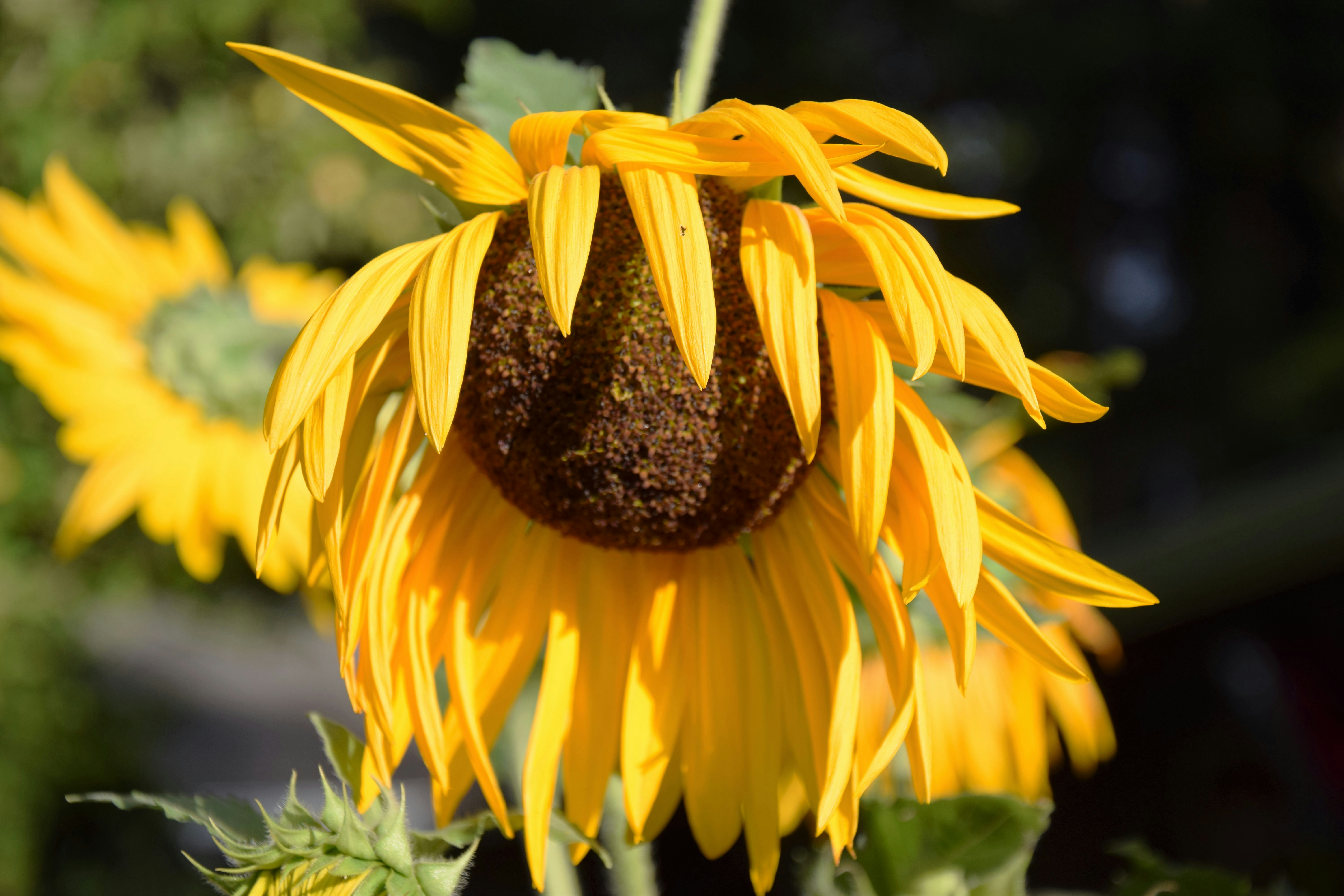 Sunlit Crown: A Close-Up Study of a Golden Sunflower's Center