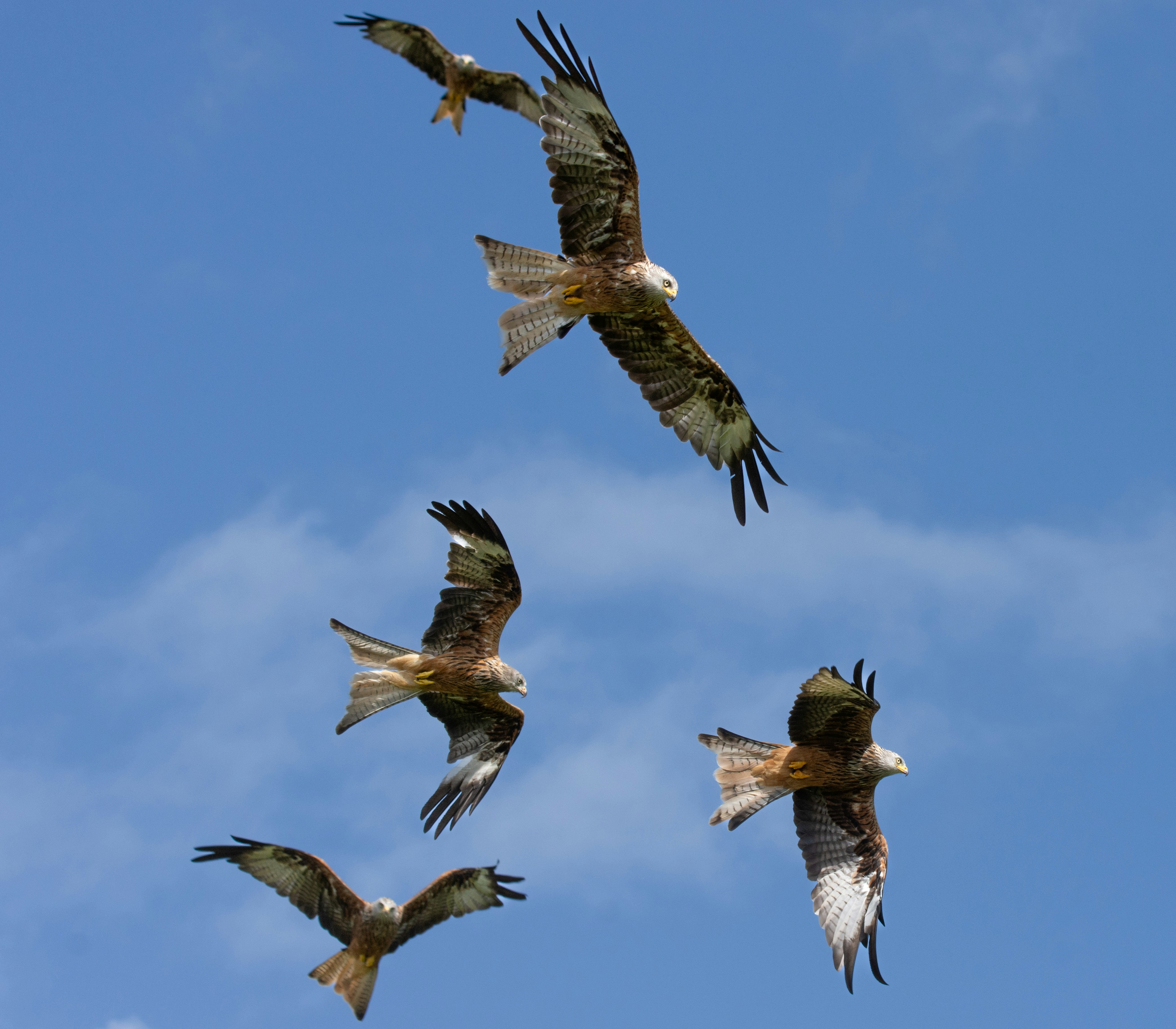 A group of birds flying through a blue sky photo – Free Rhayader Image ...