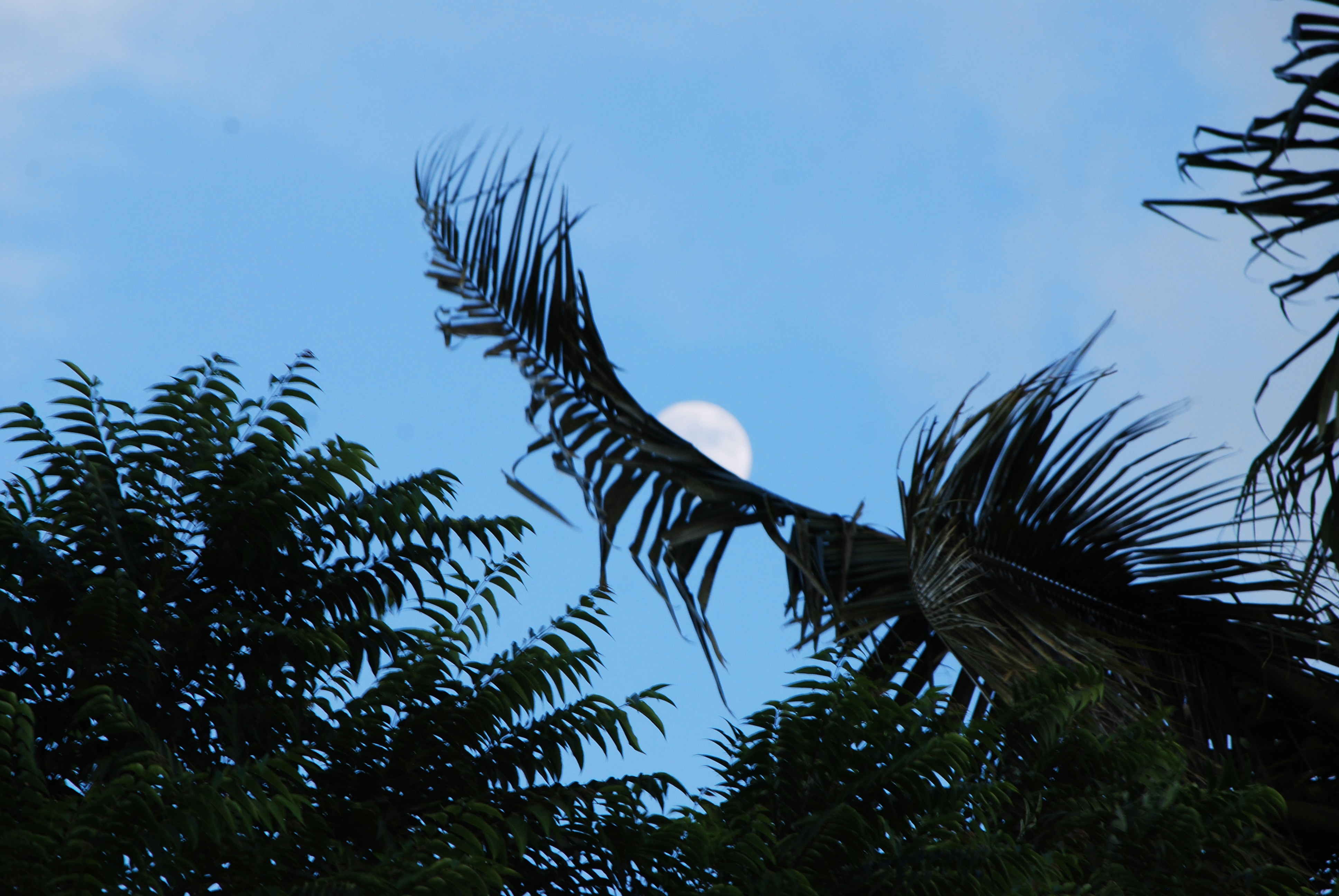 Moon Through the Palm Fronds: A Quiet Night Above the Tropical Canopy