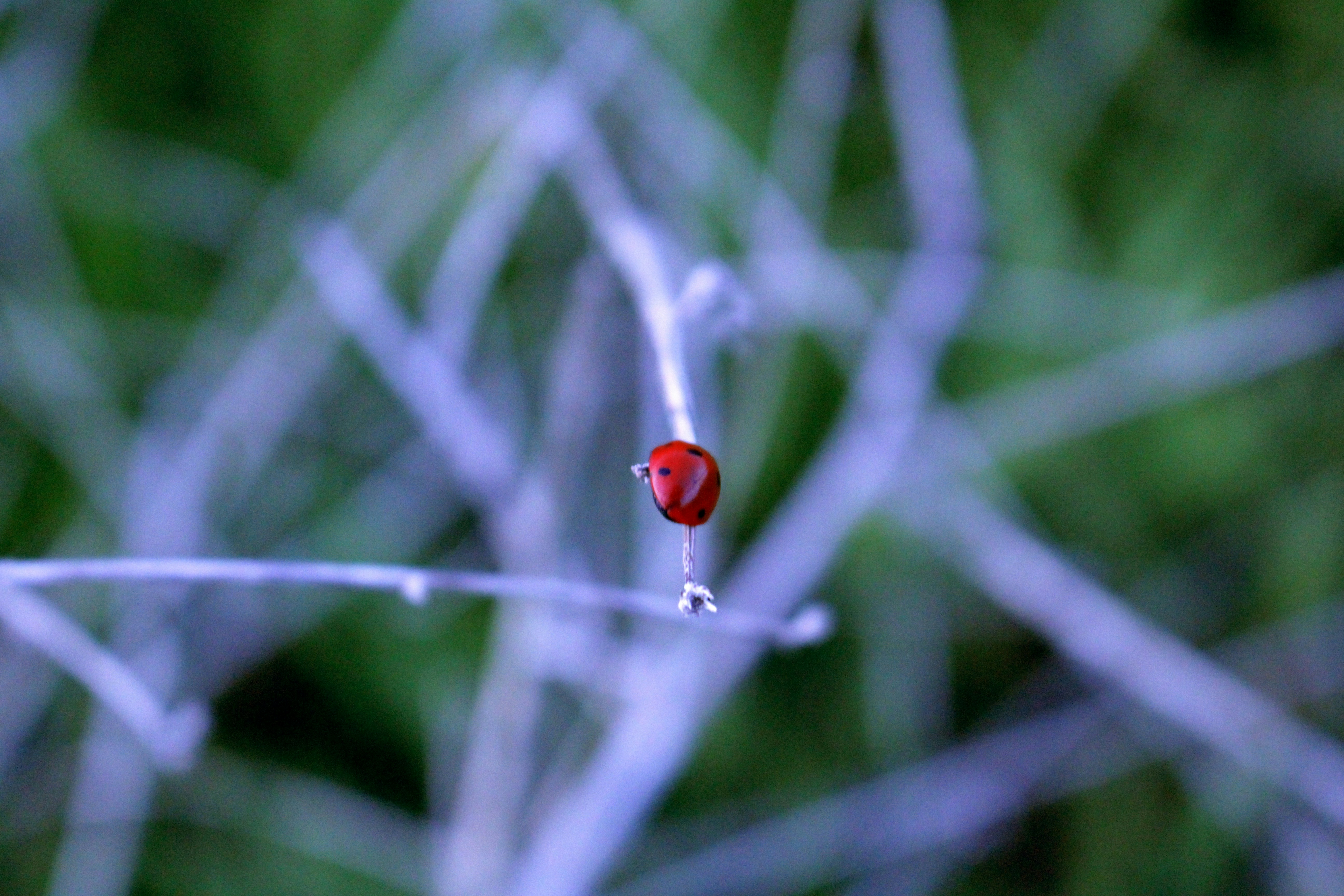 A small red object sitting on top of a leaf photo – Free Nature Image ...