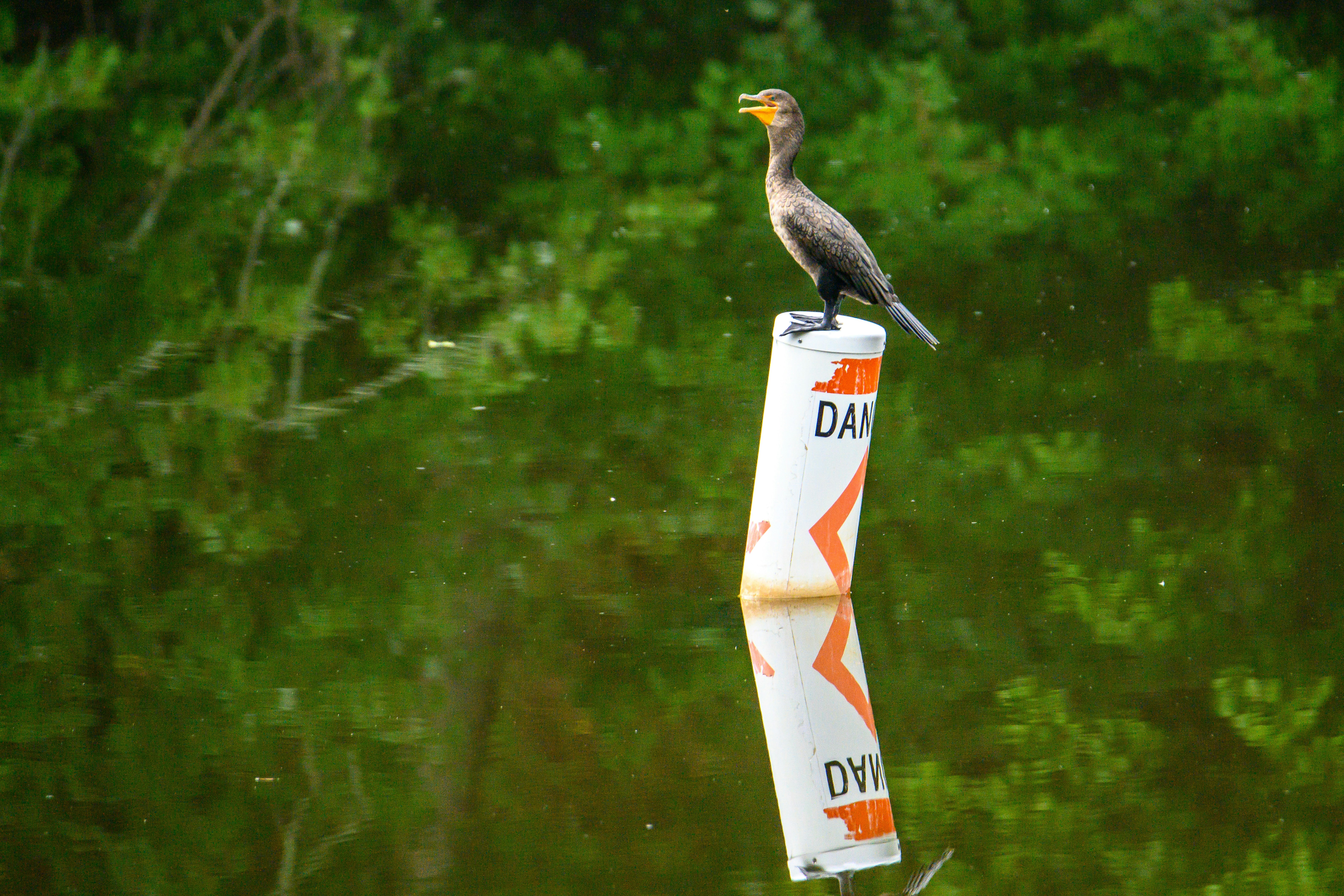 Heron Sentinel on a Floating Marker