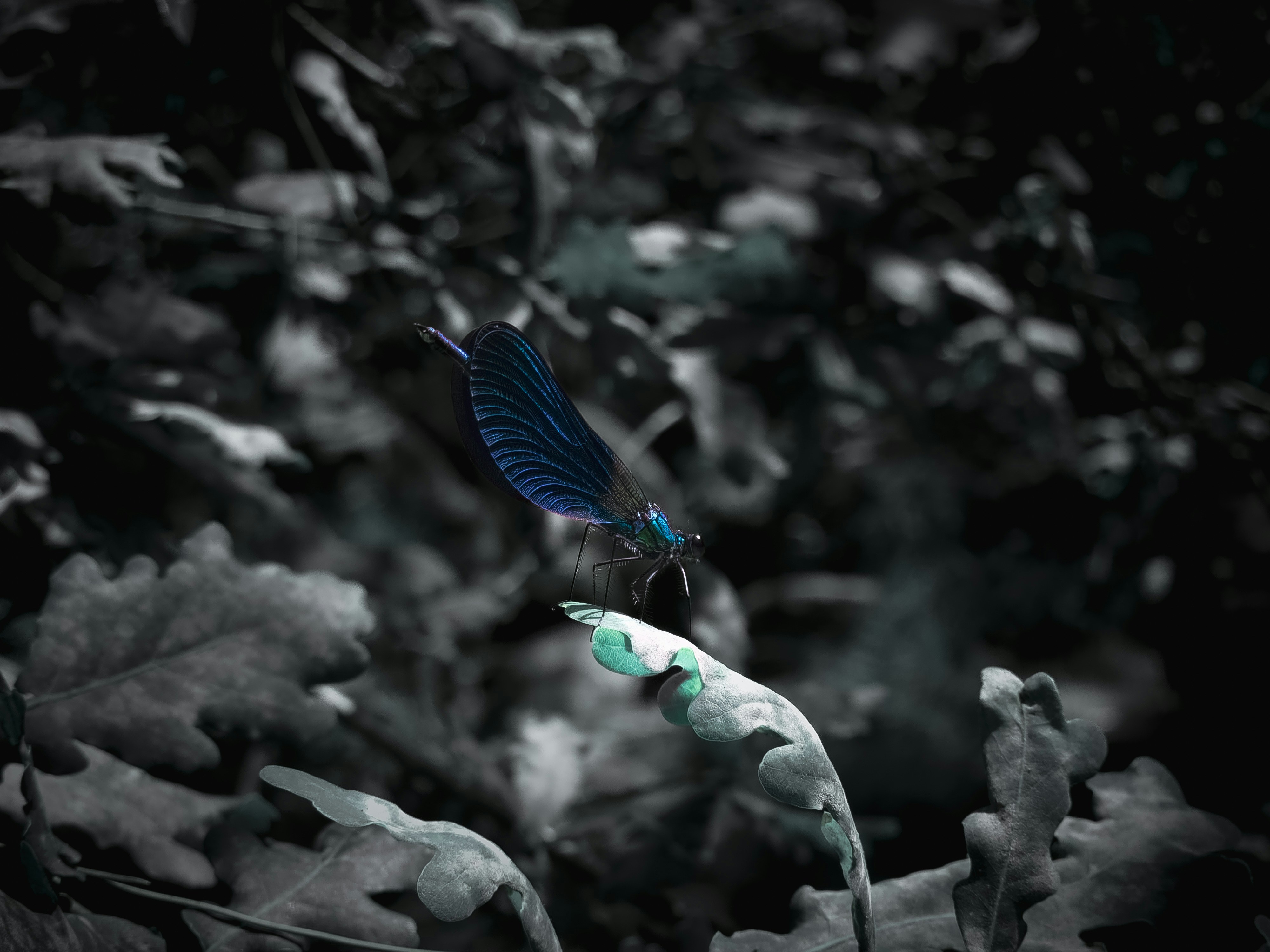 Azure Wings Against a Grayscale Forest: A Dragonfly's Color Pop