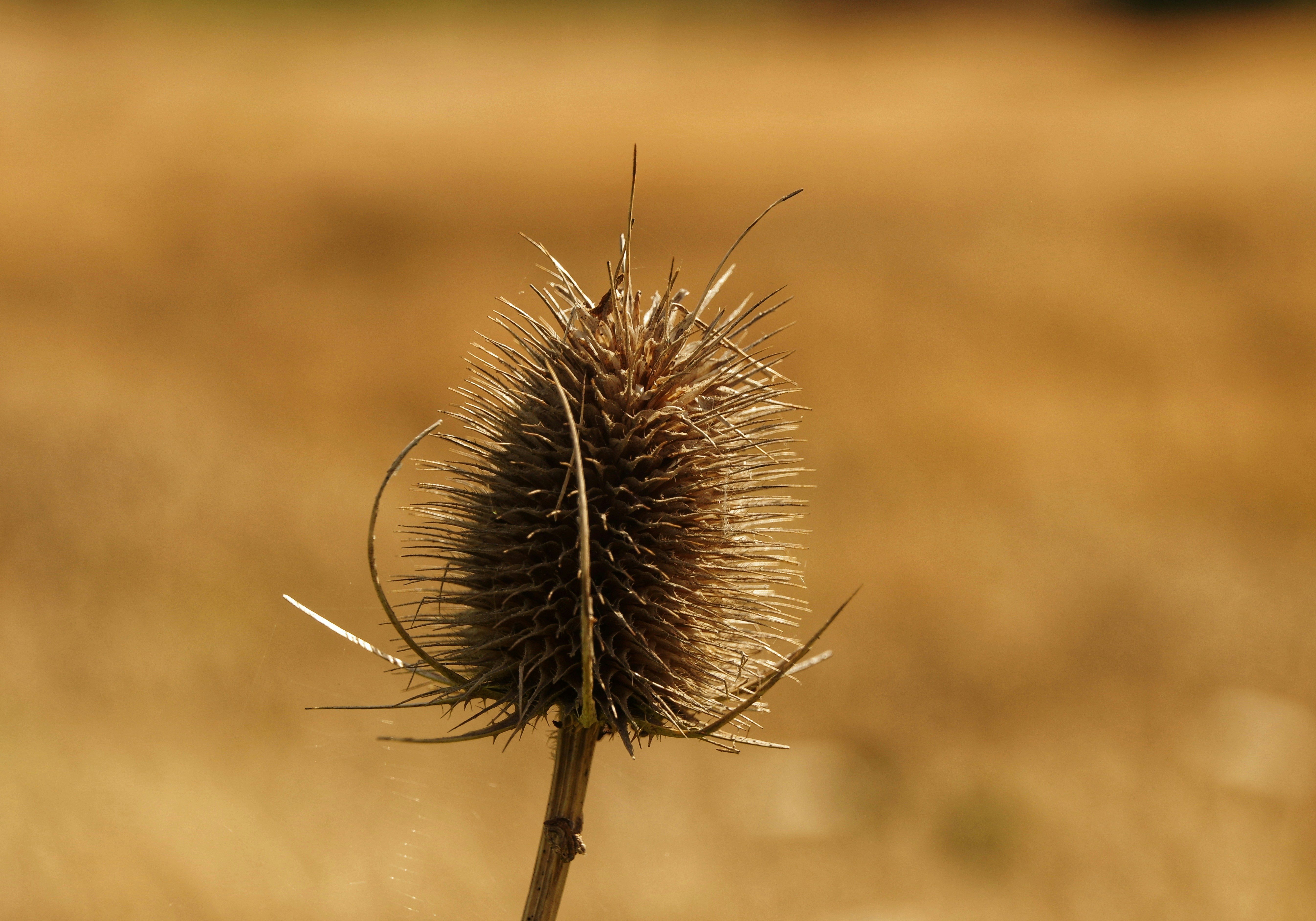 A dried up plant in a field of dry grass photo – Free Flower Image on ...