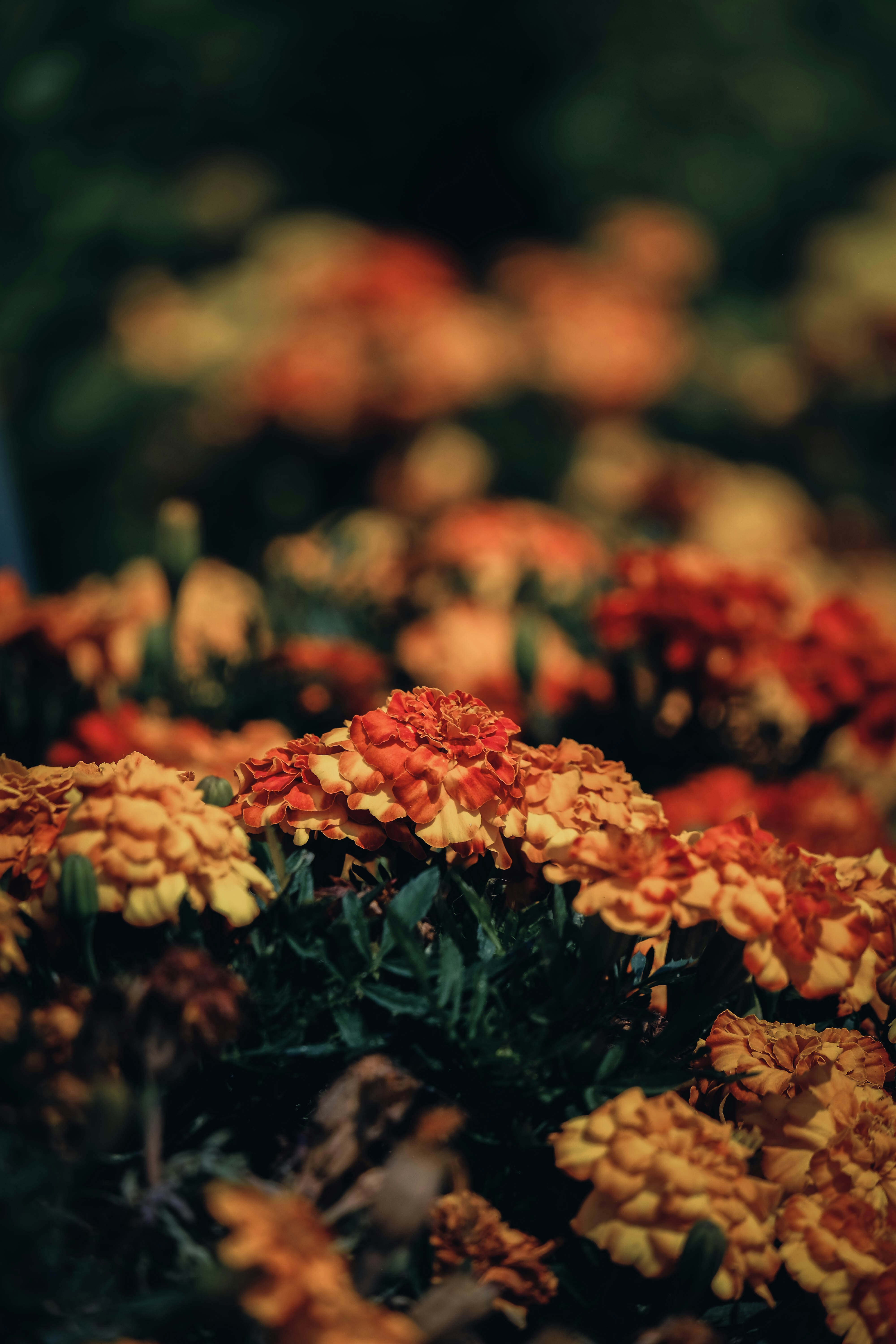 Amber Bloomscape: Marigolds in Velvet Evening Blur