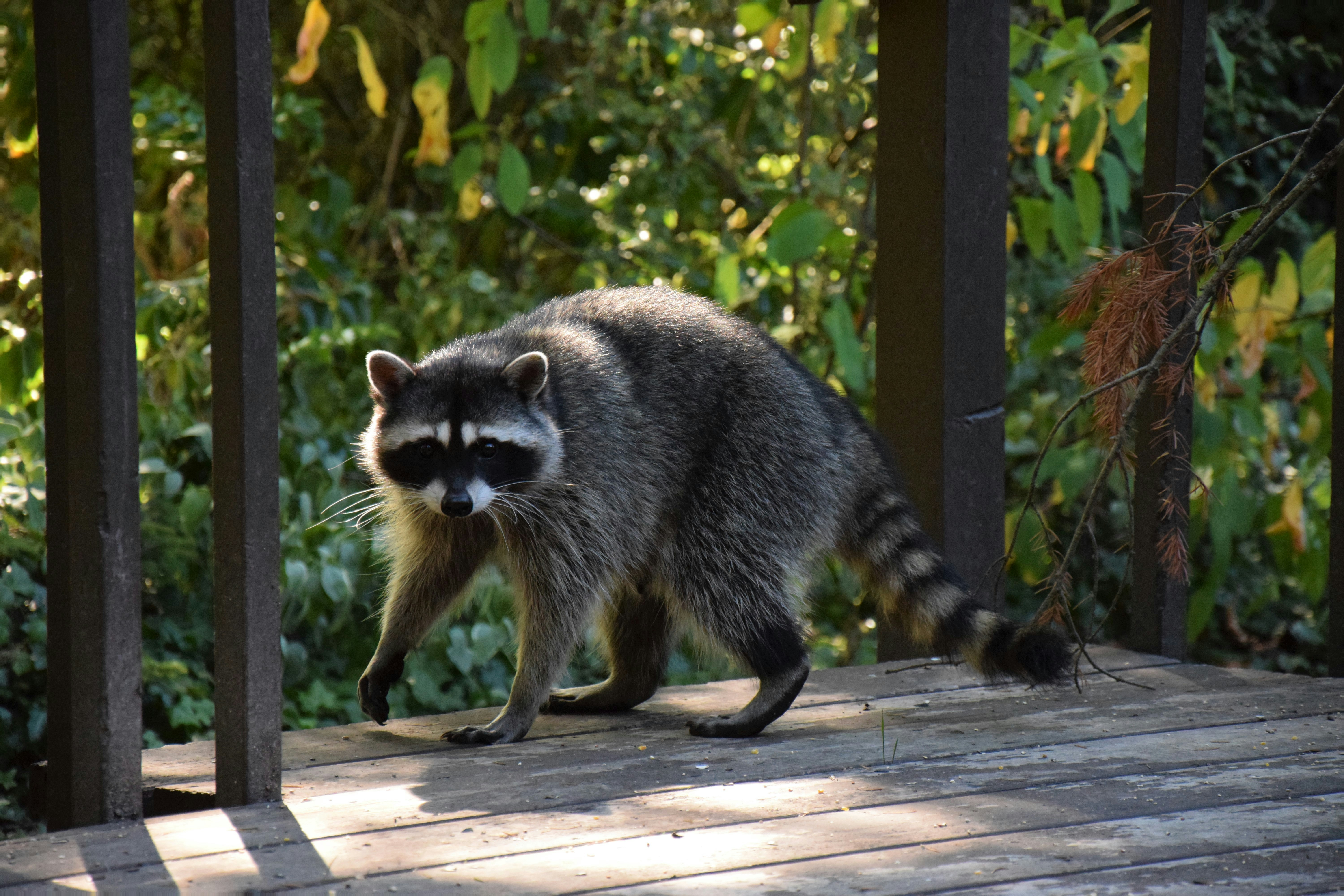 Foto Un mapache caminando por una cubierta de madera – Imagen Tacoma ...