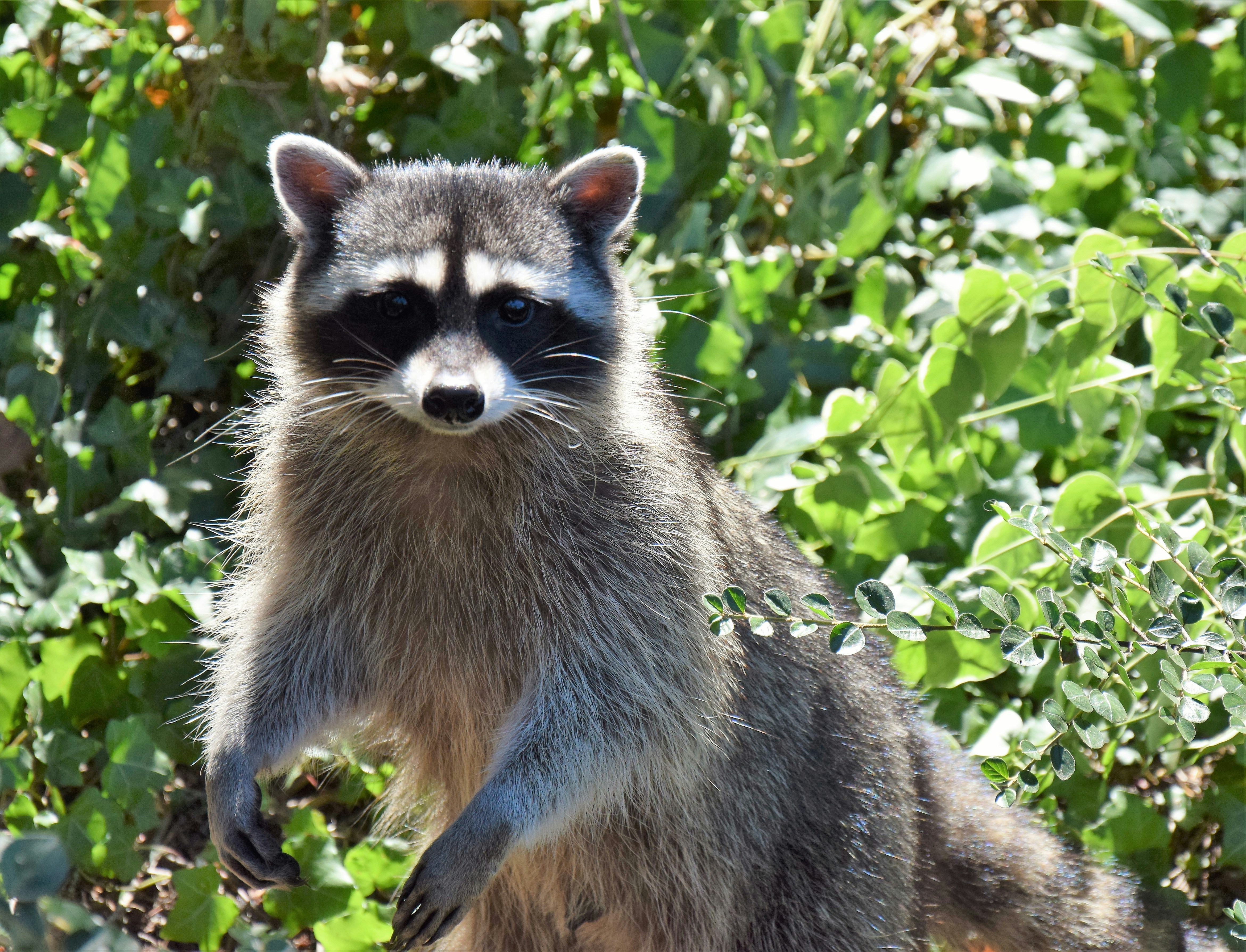 Raccoon standing on its hind legs among lush green foliage.