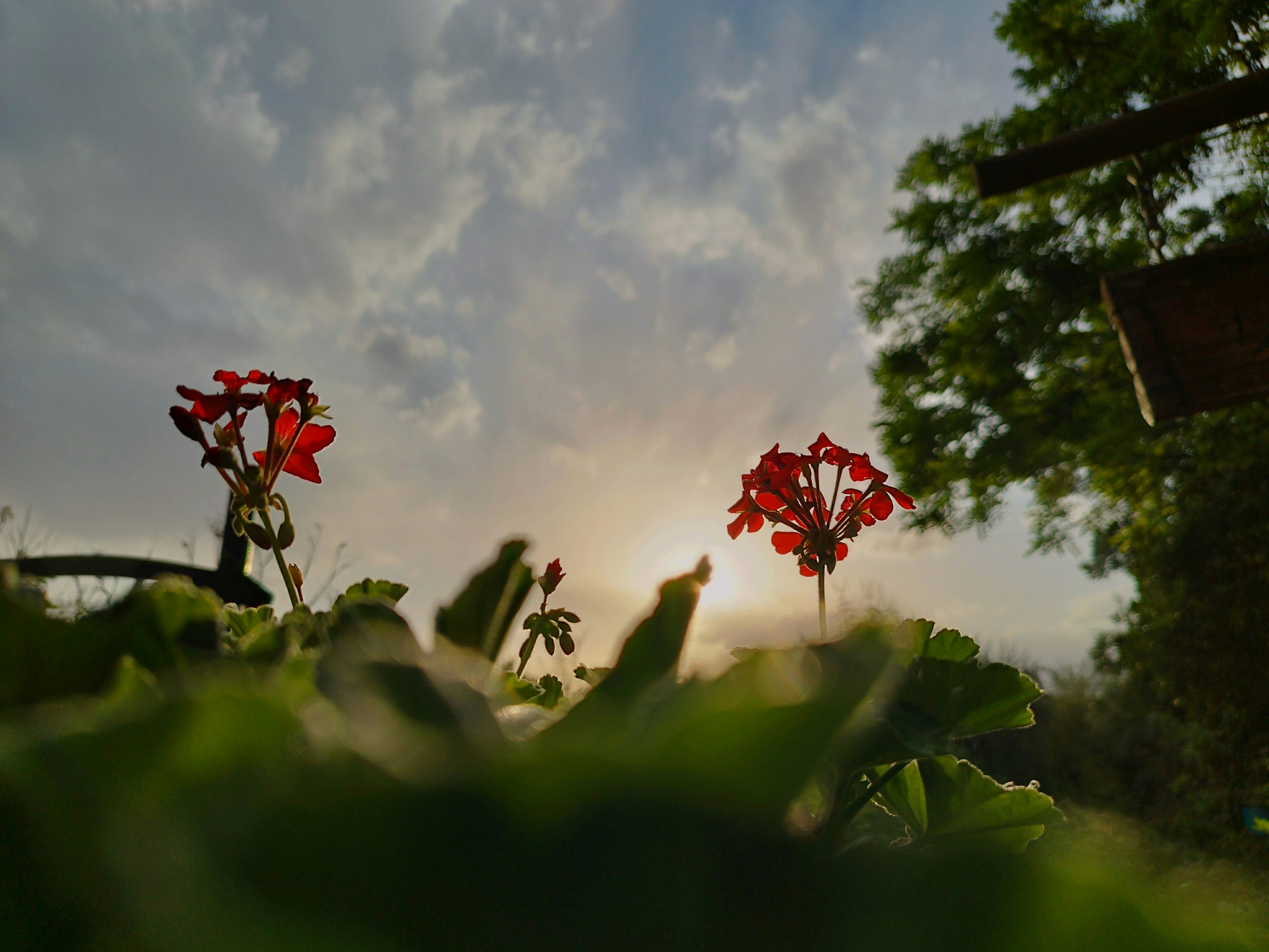 Red flowers basking in the soft glow of sunrise with blurred foreground leaves.
