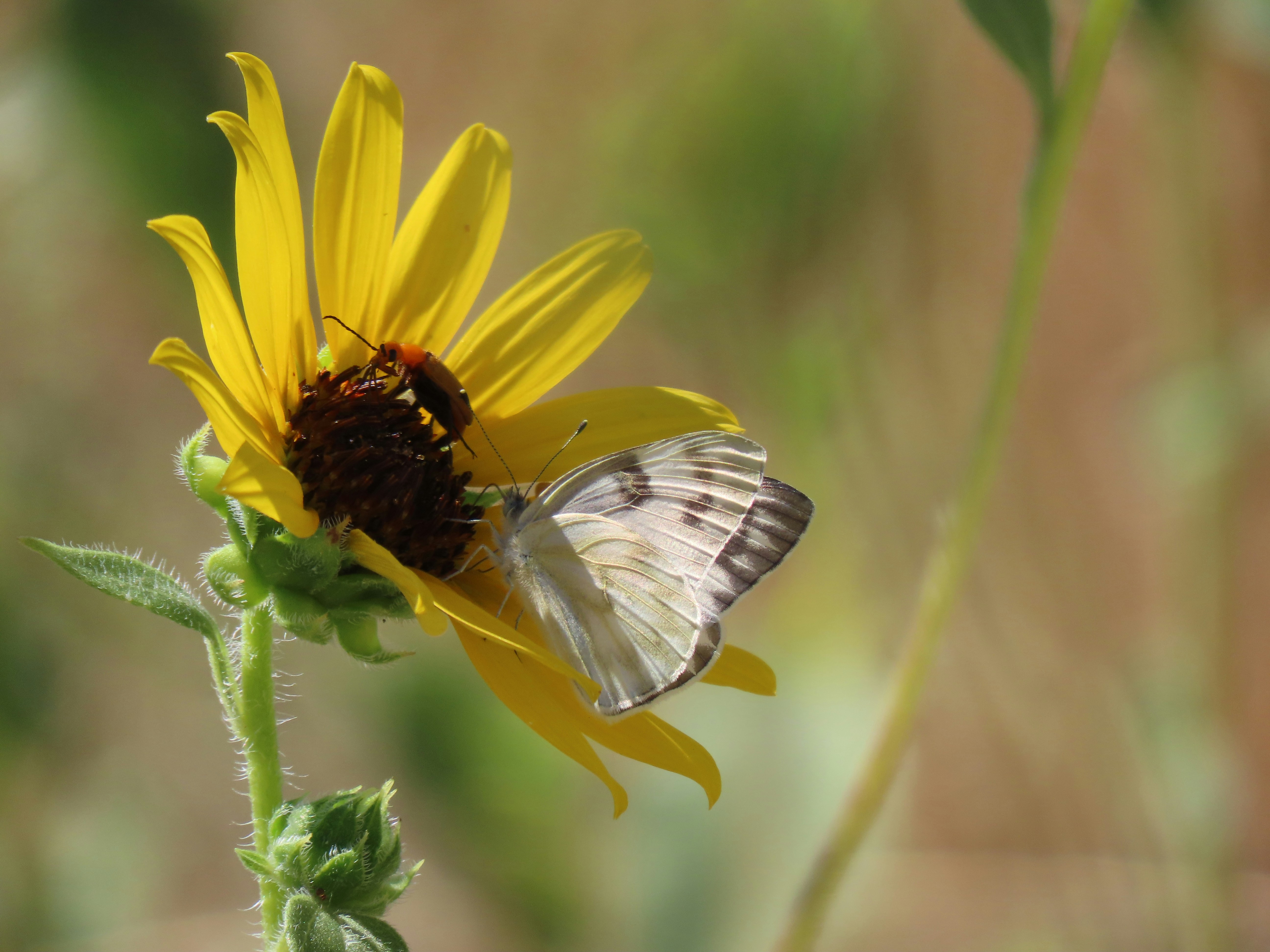 White-winged Butterfly on a Sunlit Sunflower