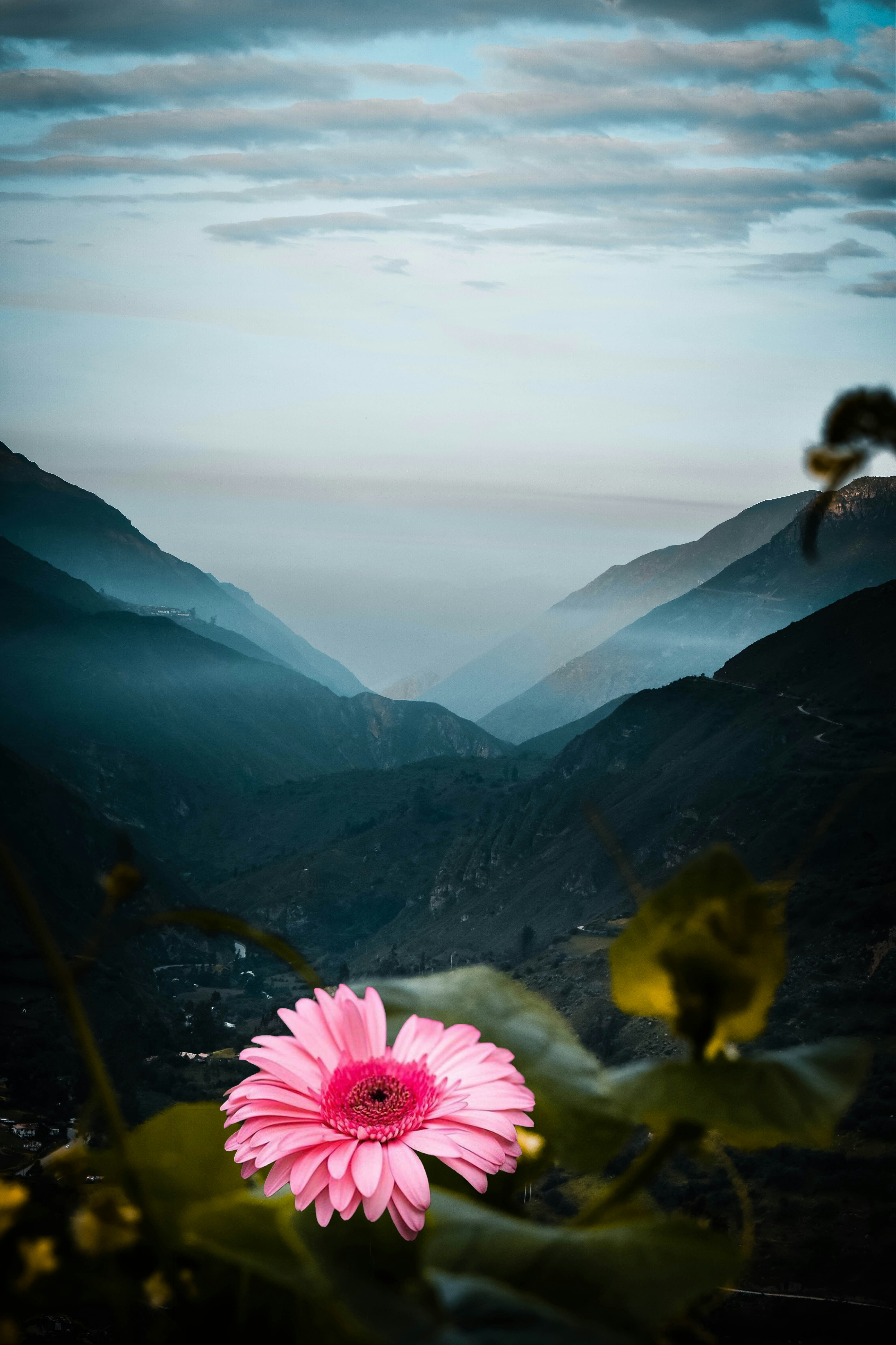 Bloom on the Brink: Pink Gerbera Framed by Misty Alpine Valleys