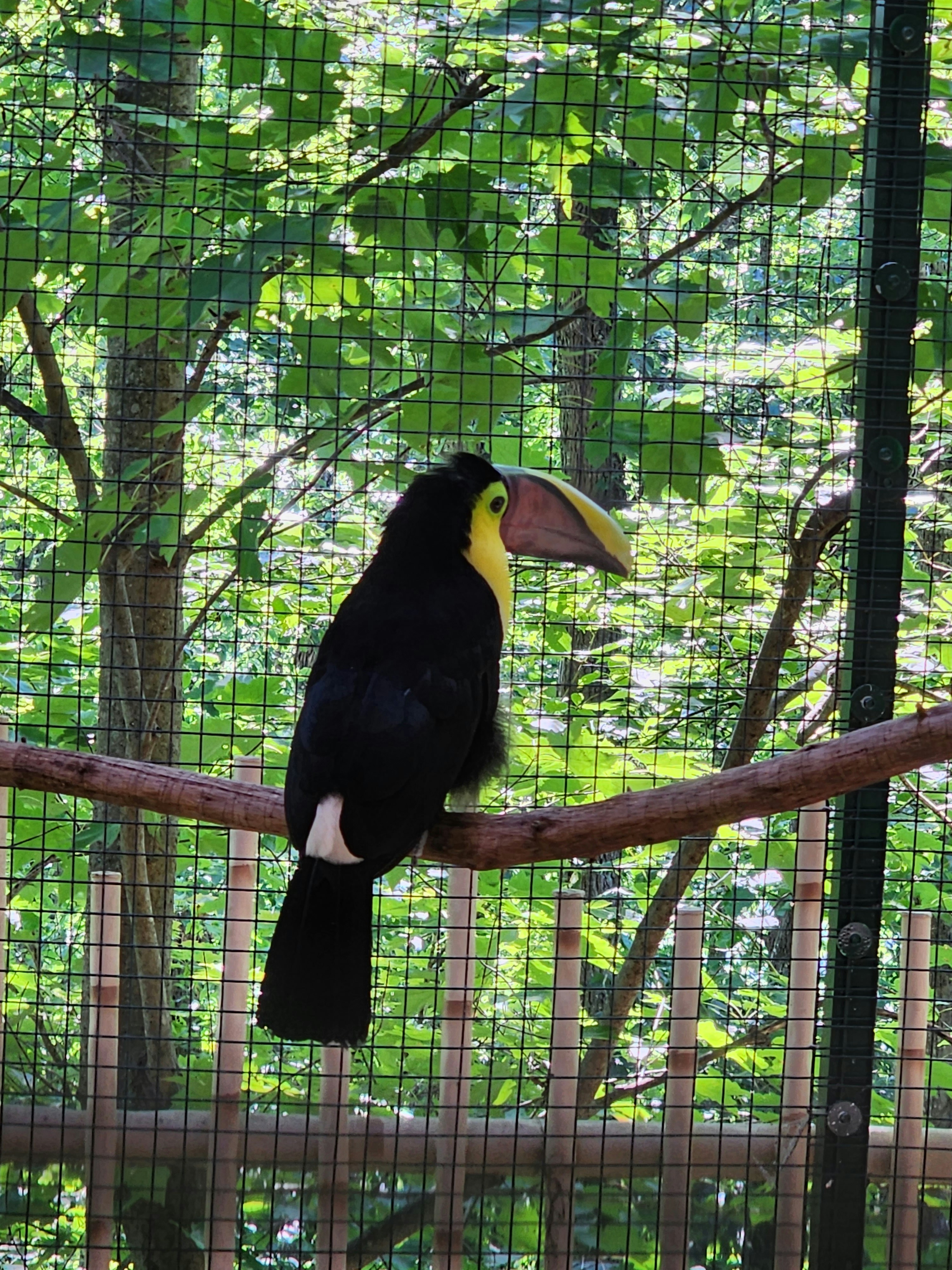 Scarlet-Headed Kingfisher Silhouette on a Verdant Mesh