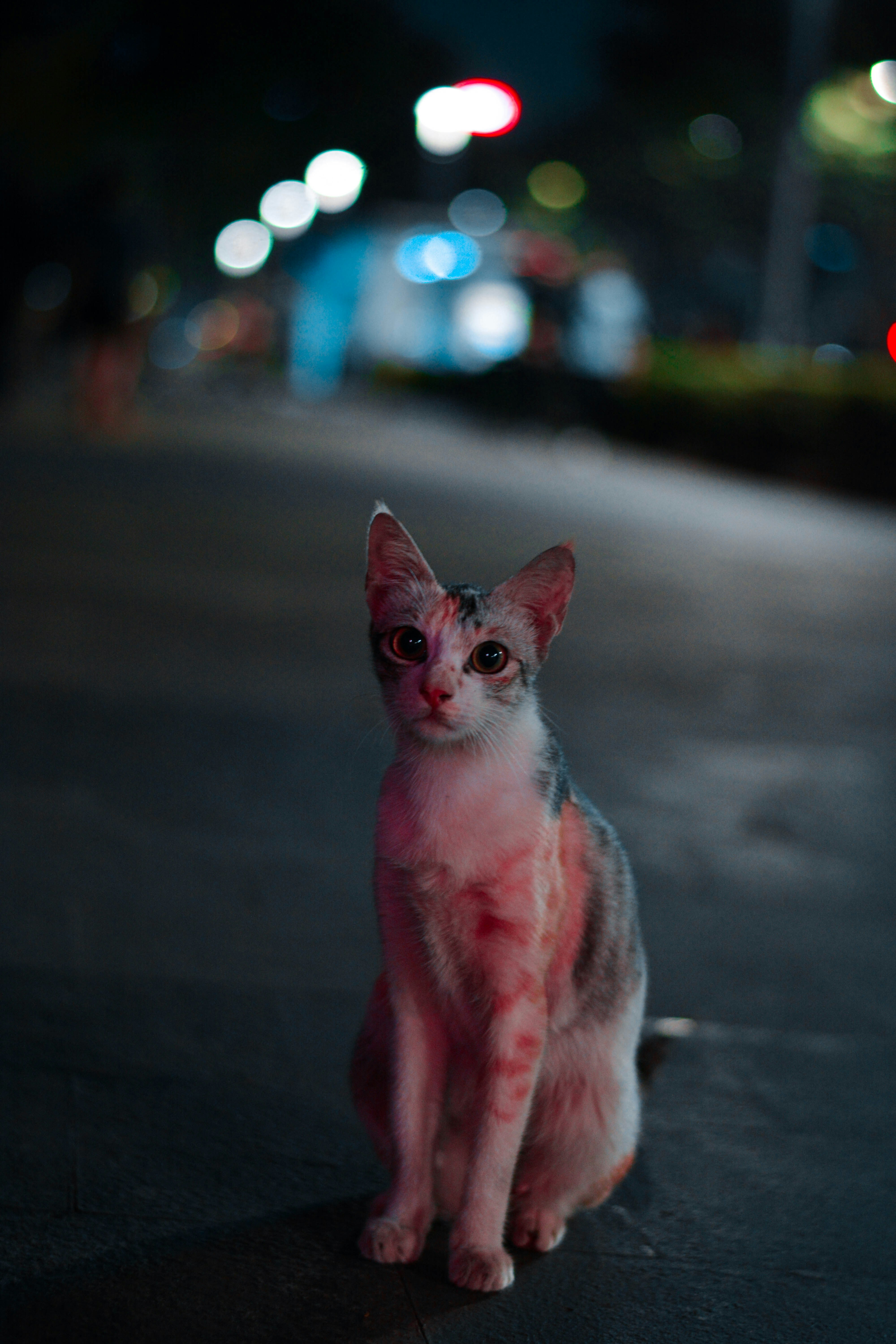 City Night Gaze: A Curious Cat in Neon Bokeh