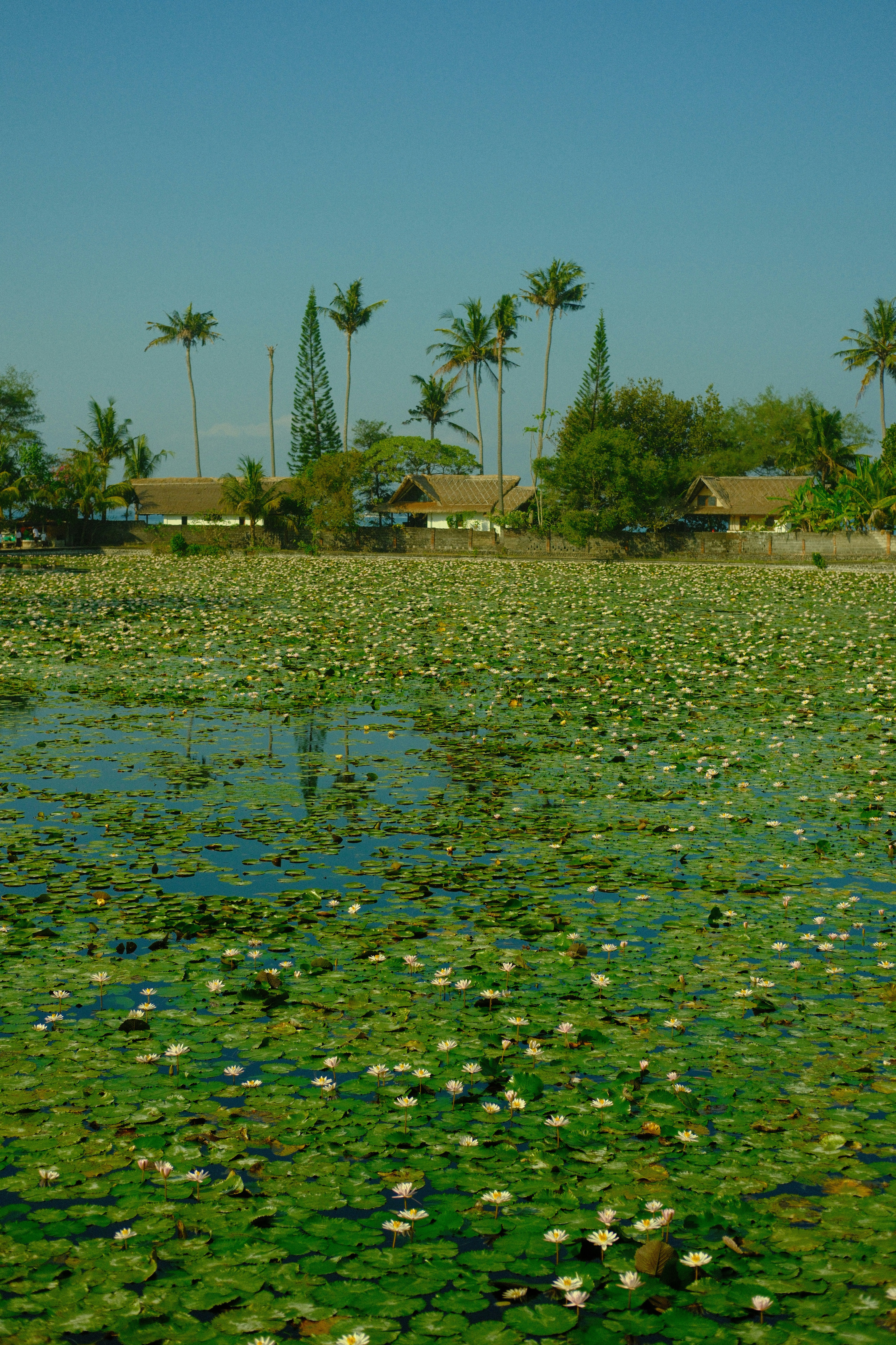 Lily-Lined Horizon: Palms, Huts, and Quiet Water