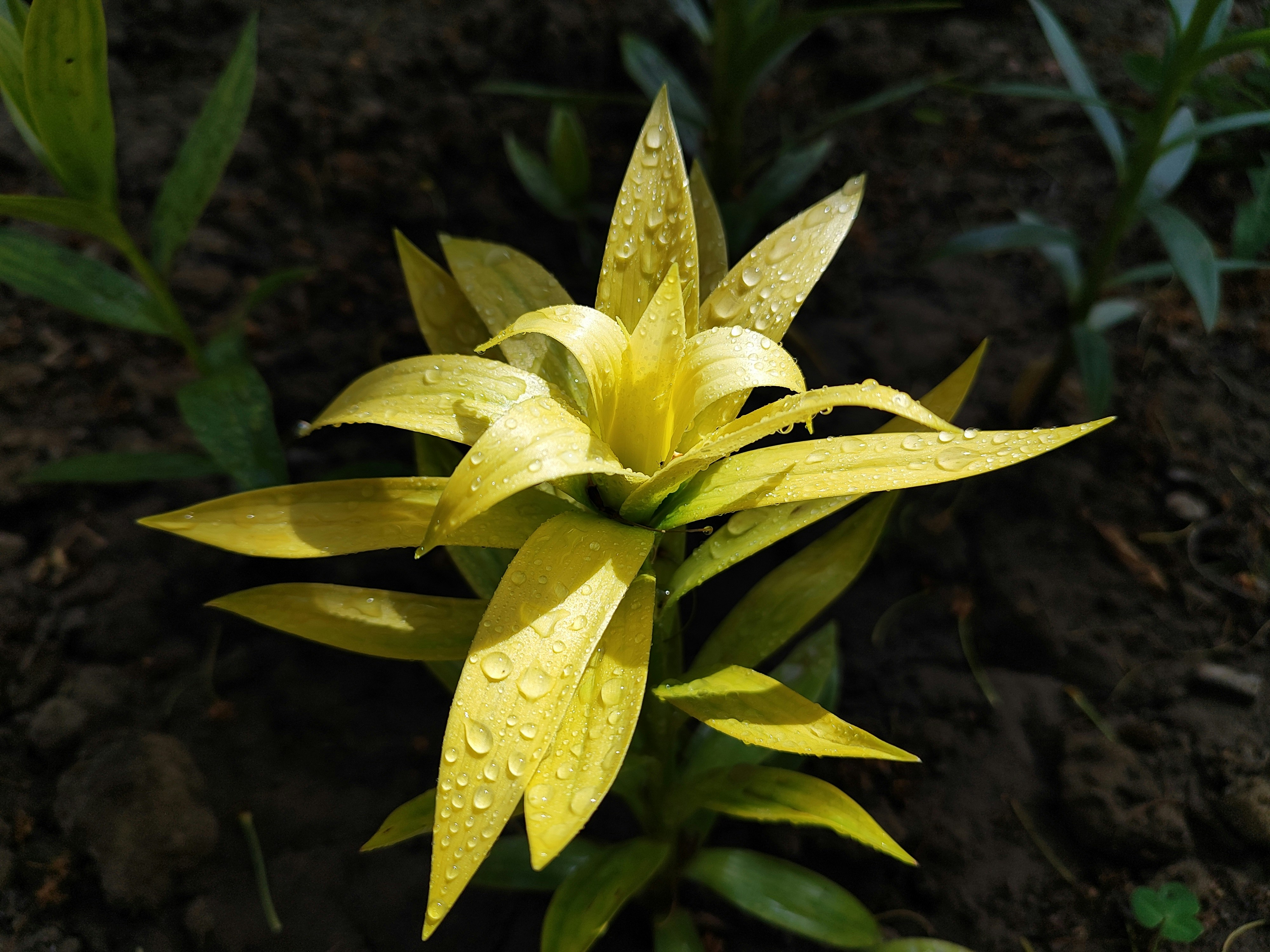 Photo by Anna Evans with Xiaomi Poco X5 Pro