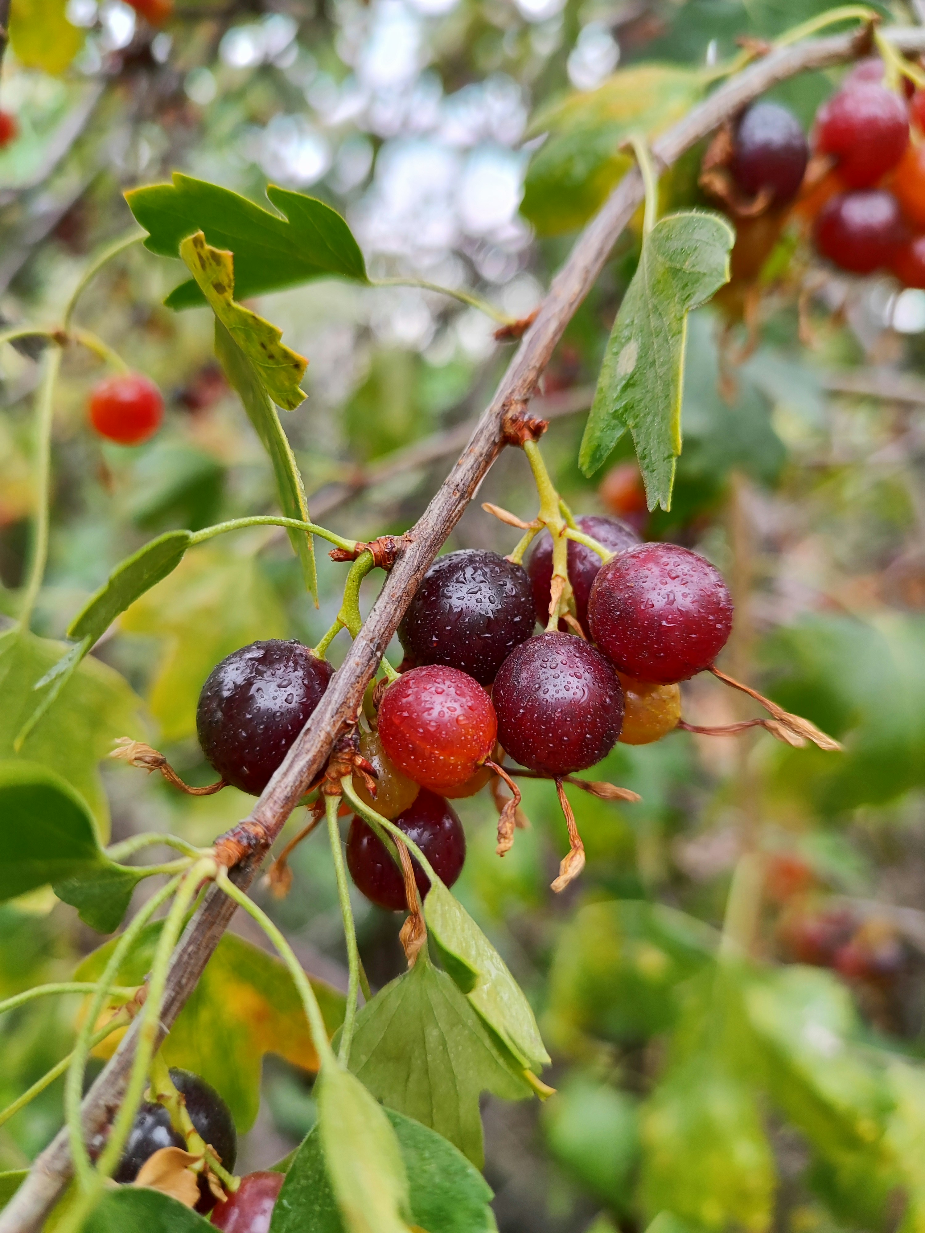 Clusters of ripe grapes glistening with raindrops, surrounded by vibrant green leaves.