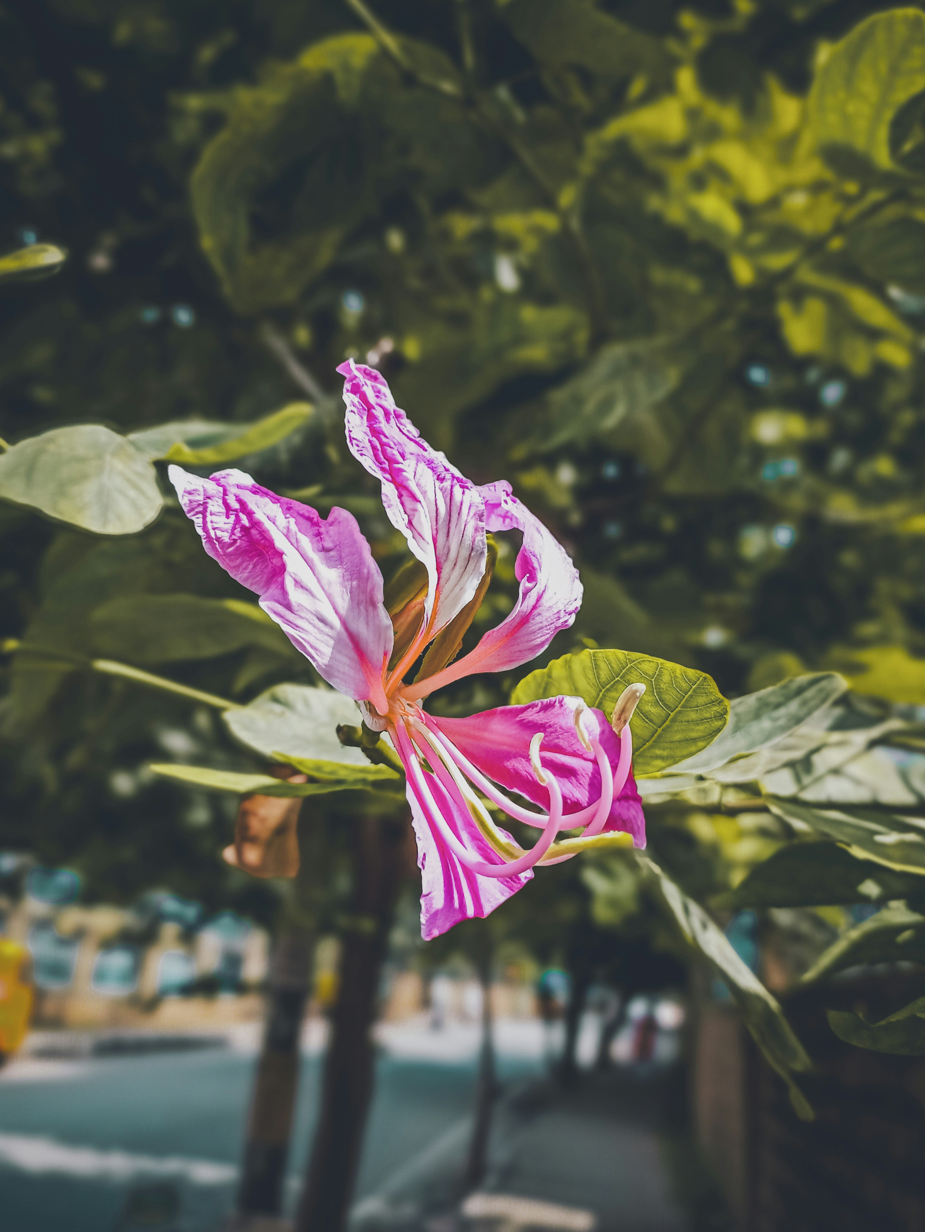 Vibrant pink flower with delicate petals stands out against blurred green foliage and a sunlit background.