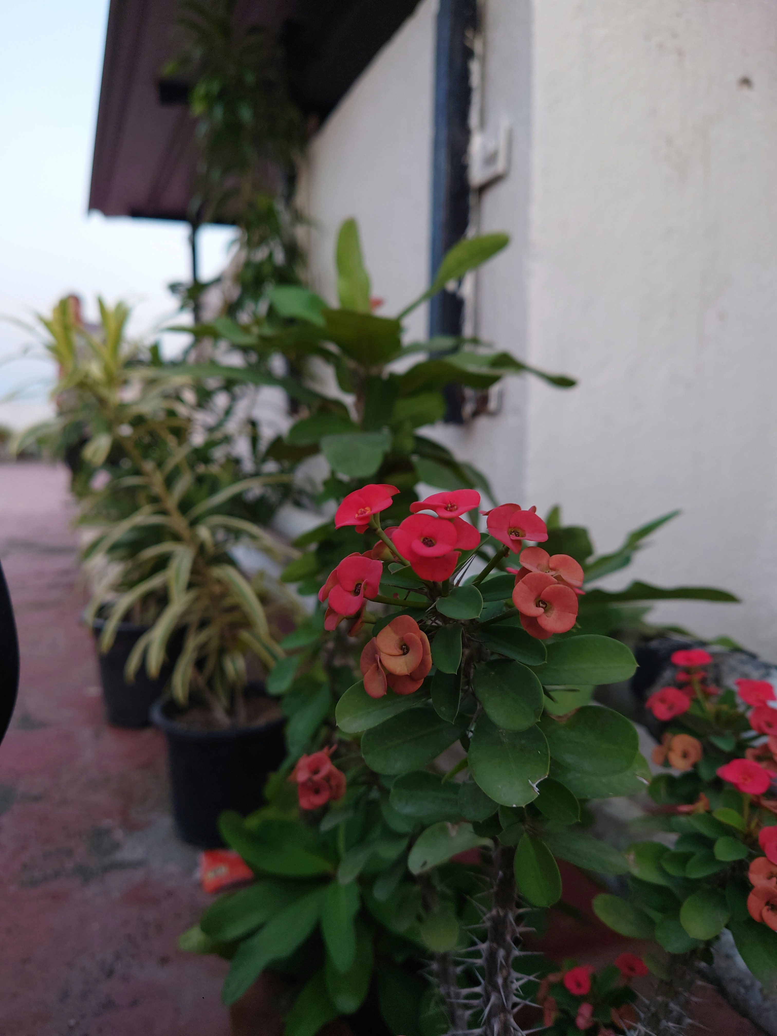 Red Bougainvillea in Focus by the Wall