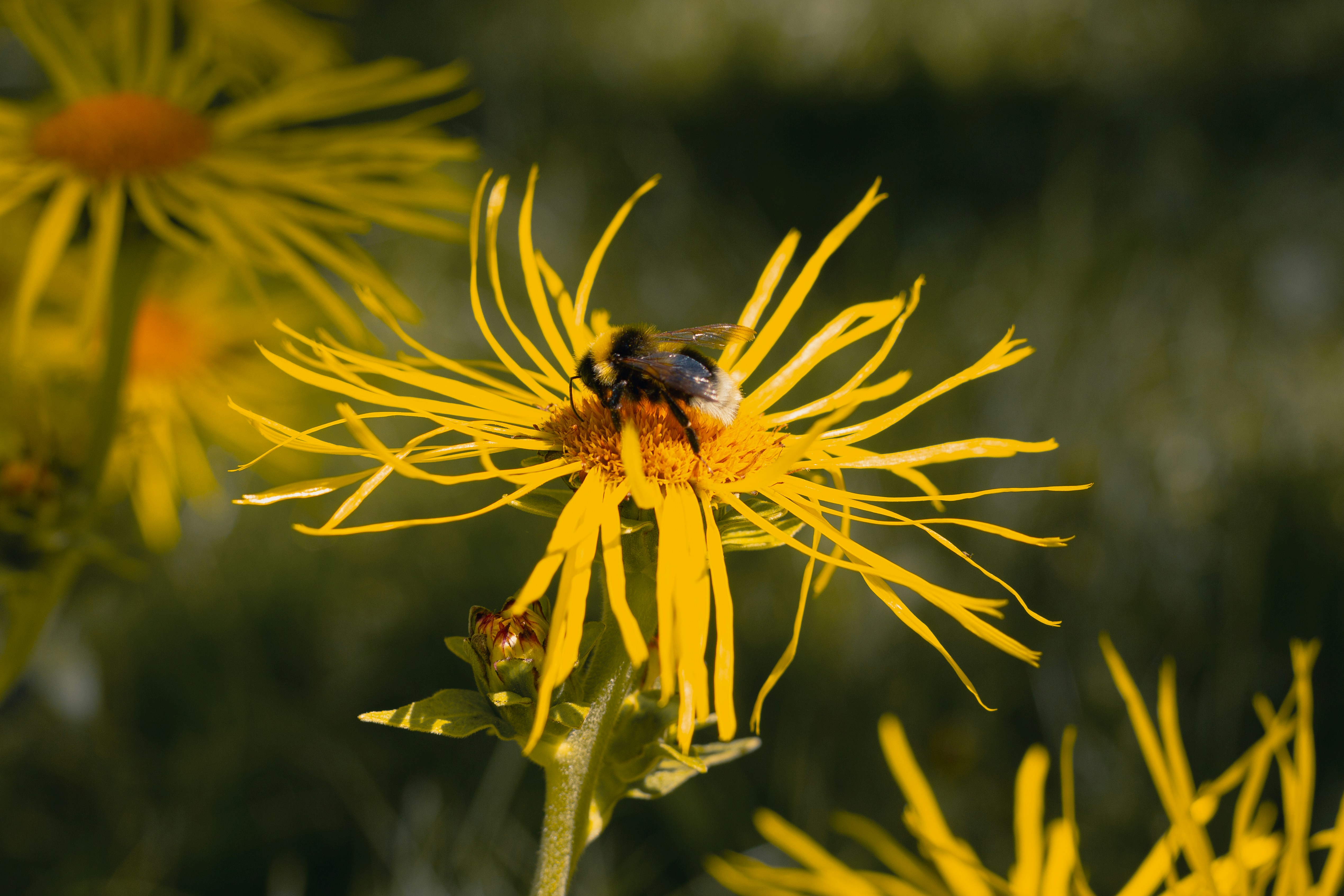Sun-Kissed Core: Bee on a Spiky Yellow Wildflower