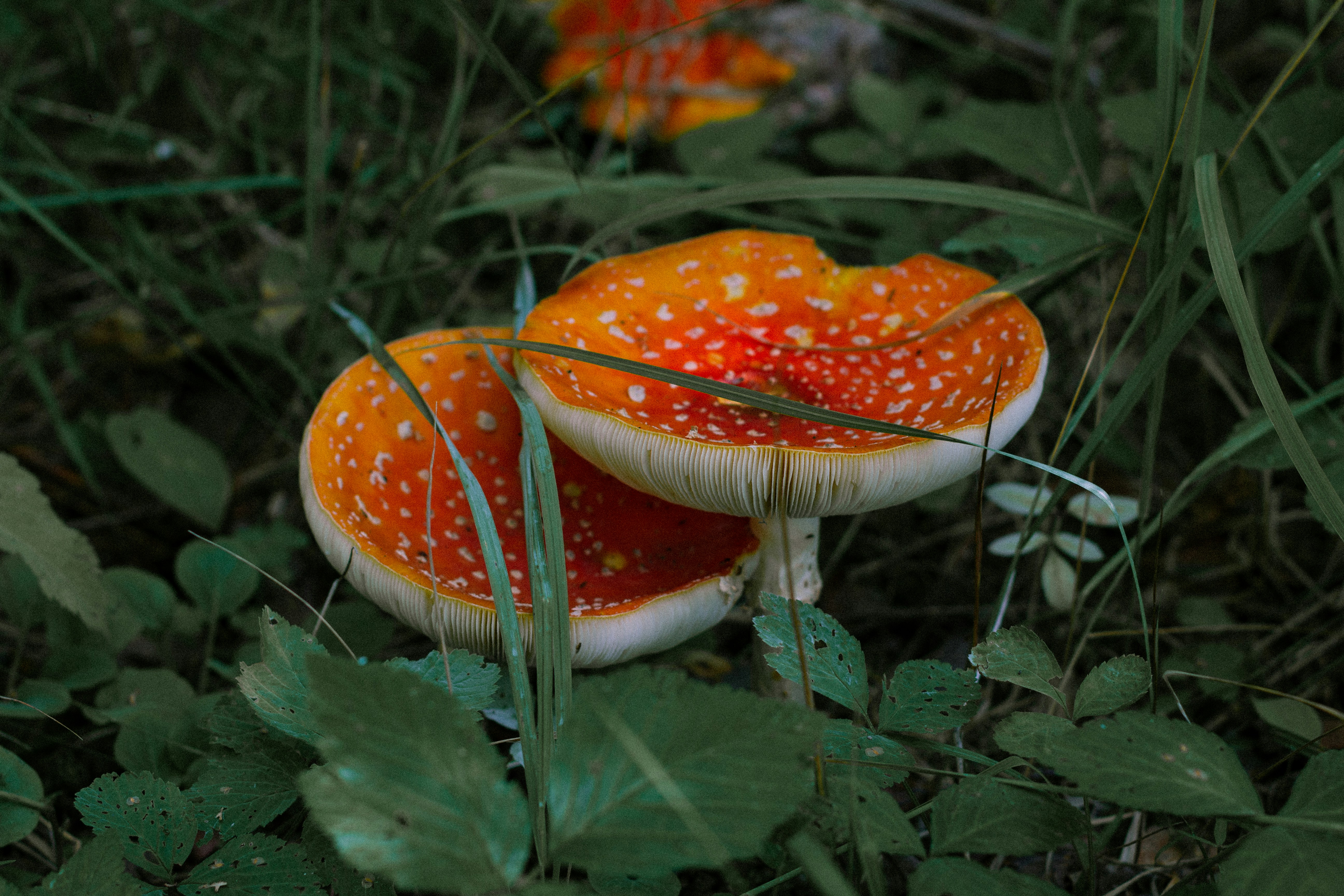Two Fly Agaric Lanterns Nestled in Dusky Grass