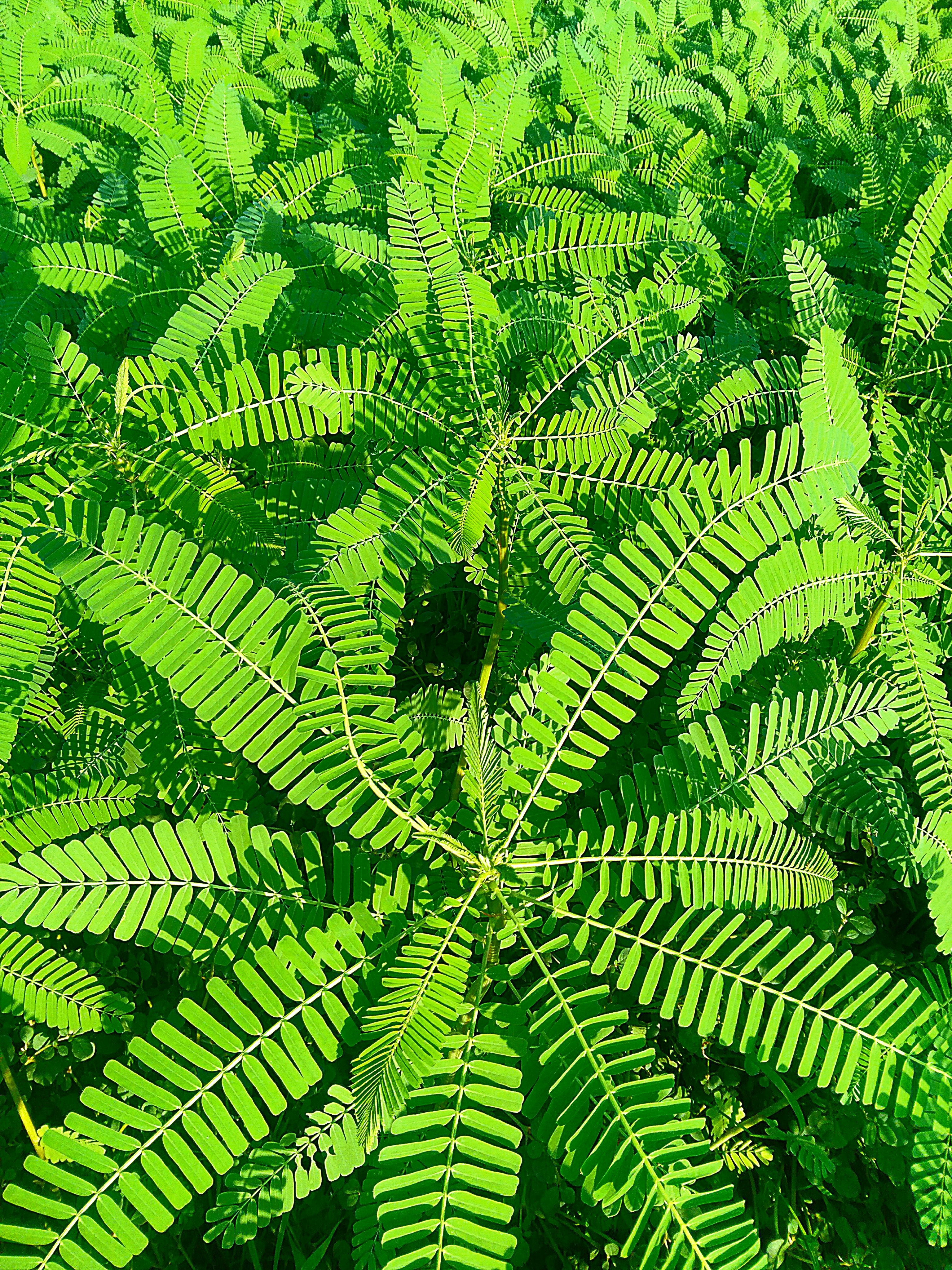 Close-up of densely packed bright green fern fronds with repeating pinnae along each rachis. Natural photograph capturing lush, sunlit greenery.