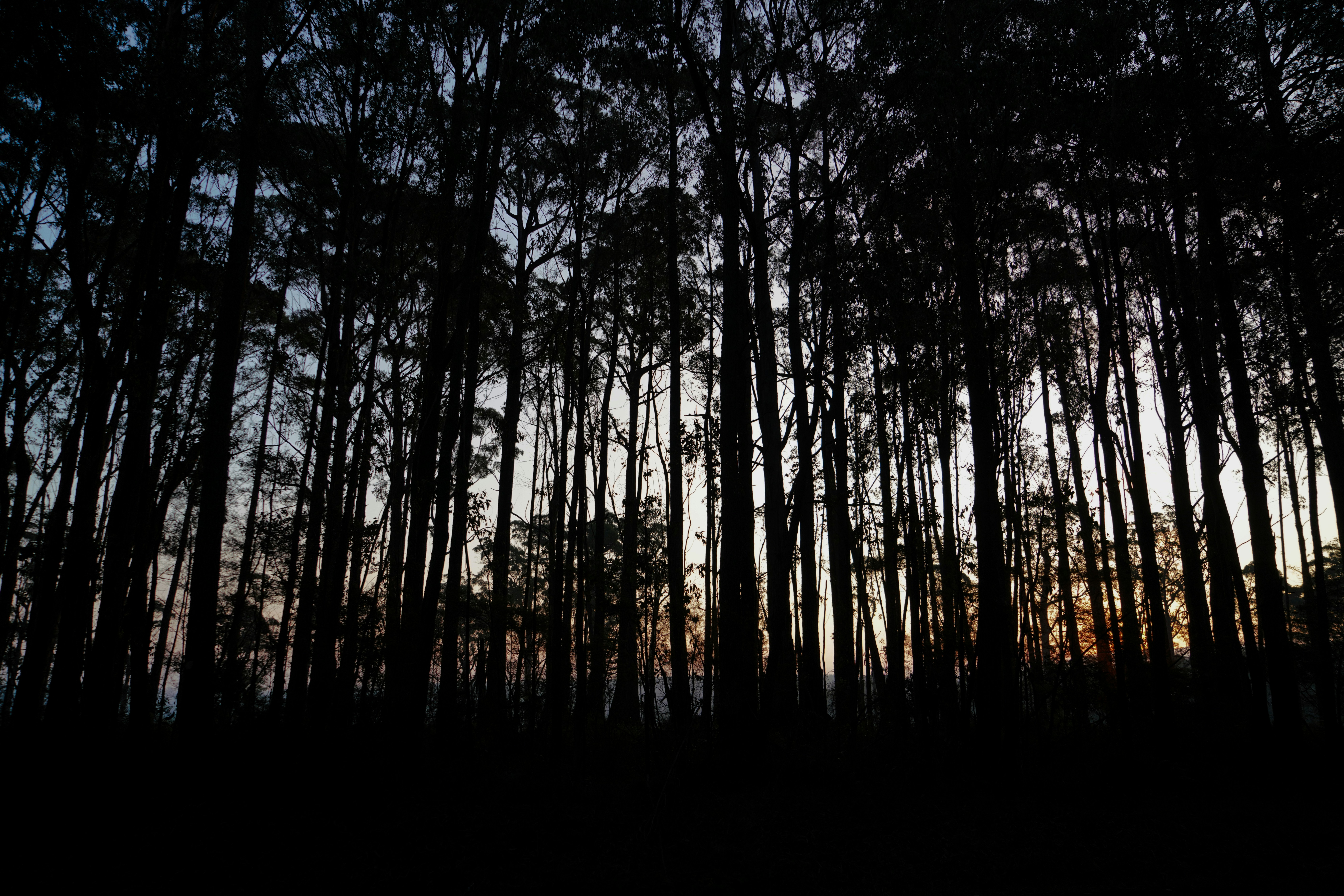 Silhouetted trees stand tall against a fading twilight sky, capturing the transition from day to night.