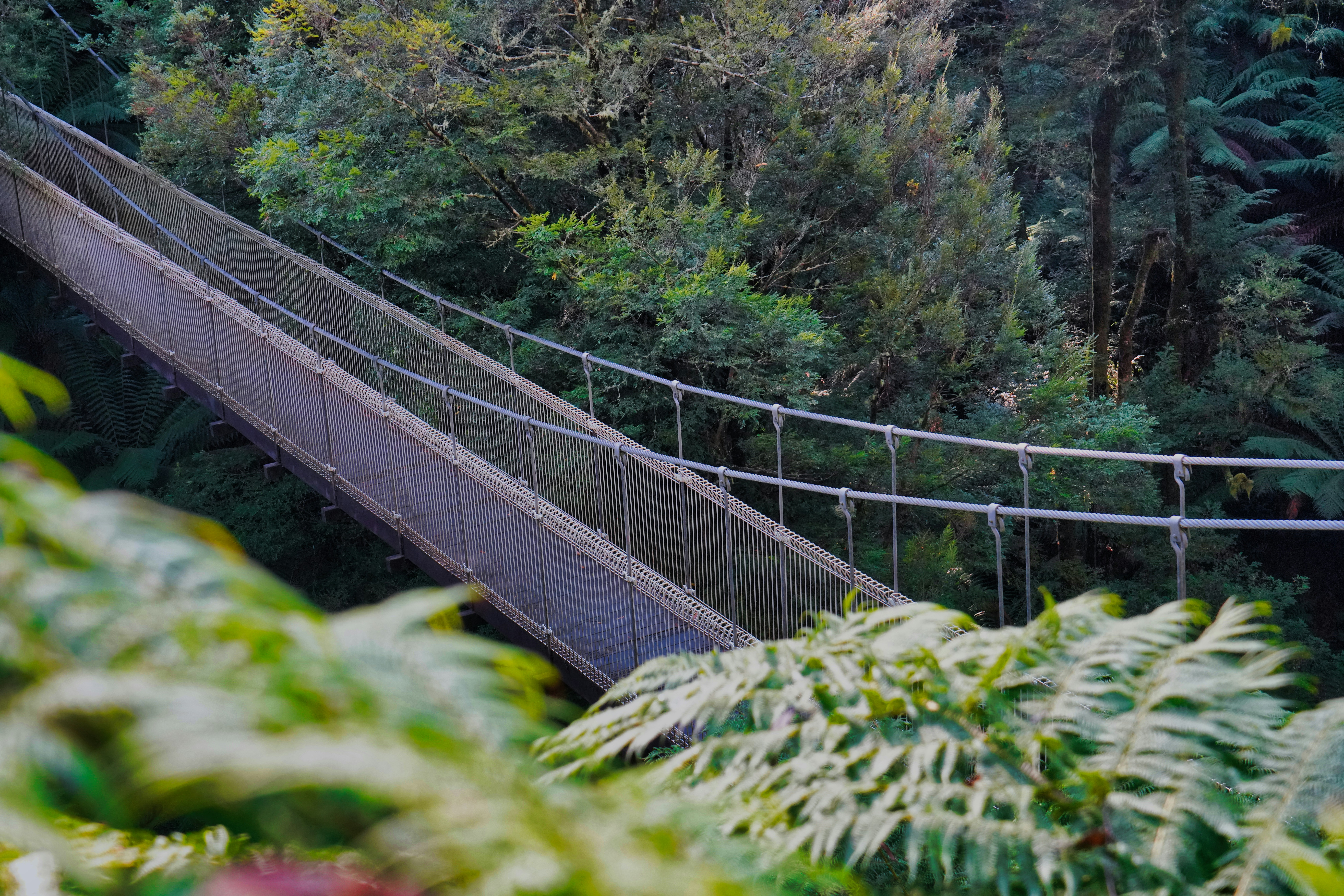 Bridge Through the Green Corridor: A Quiet Forest Walkway