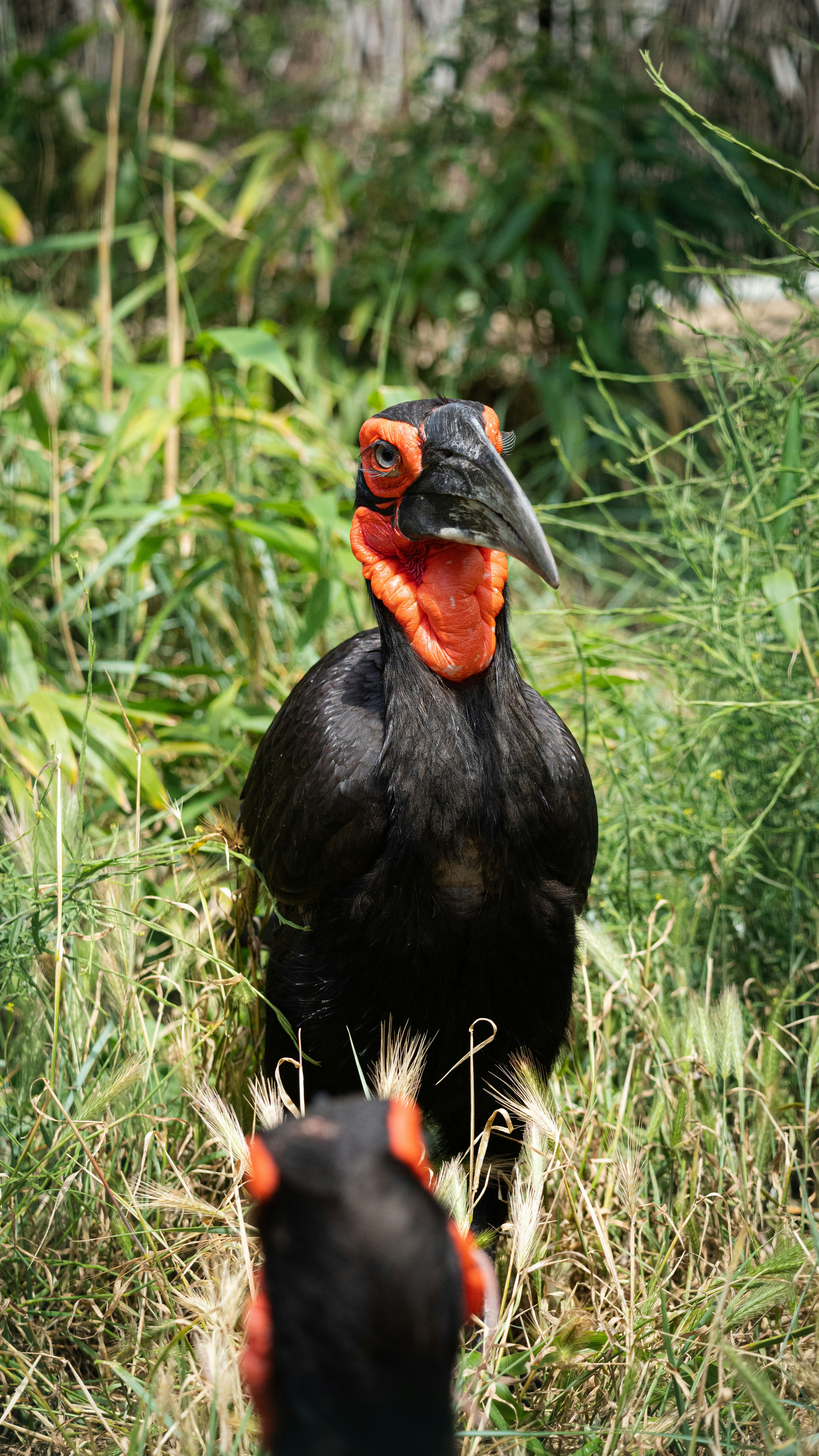 Un oiseau noir avec une tête rouge debout dans l’herbe photo – Photo ...