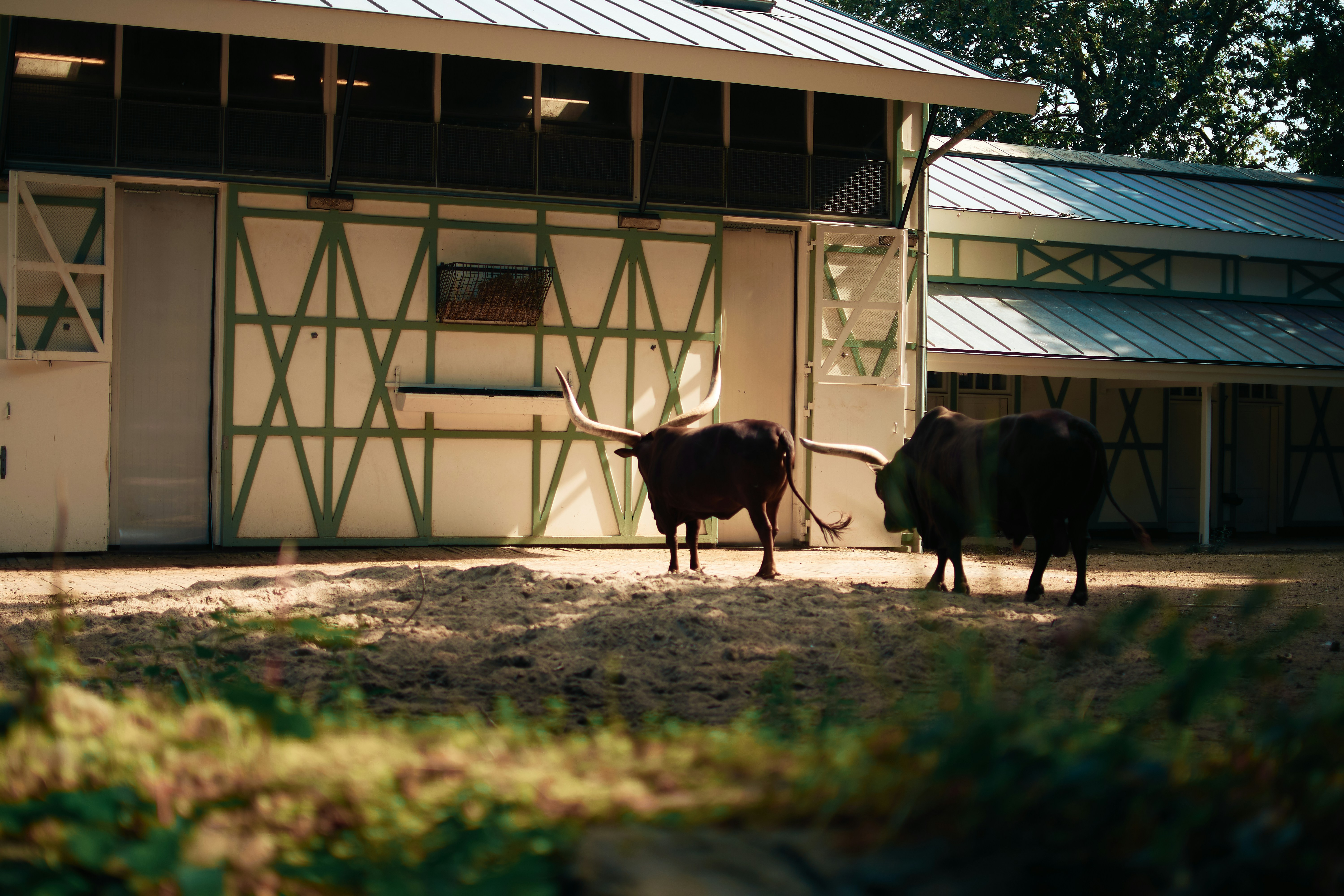 Pastoral Quiet: Cows Rest by the Timber-Framed Barn in Golden Hour