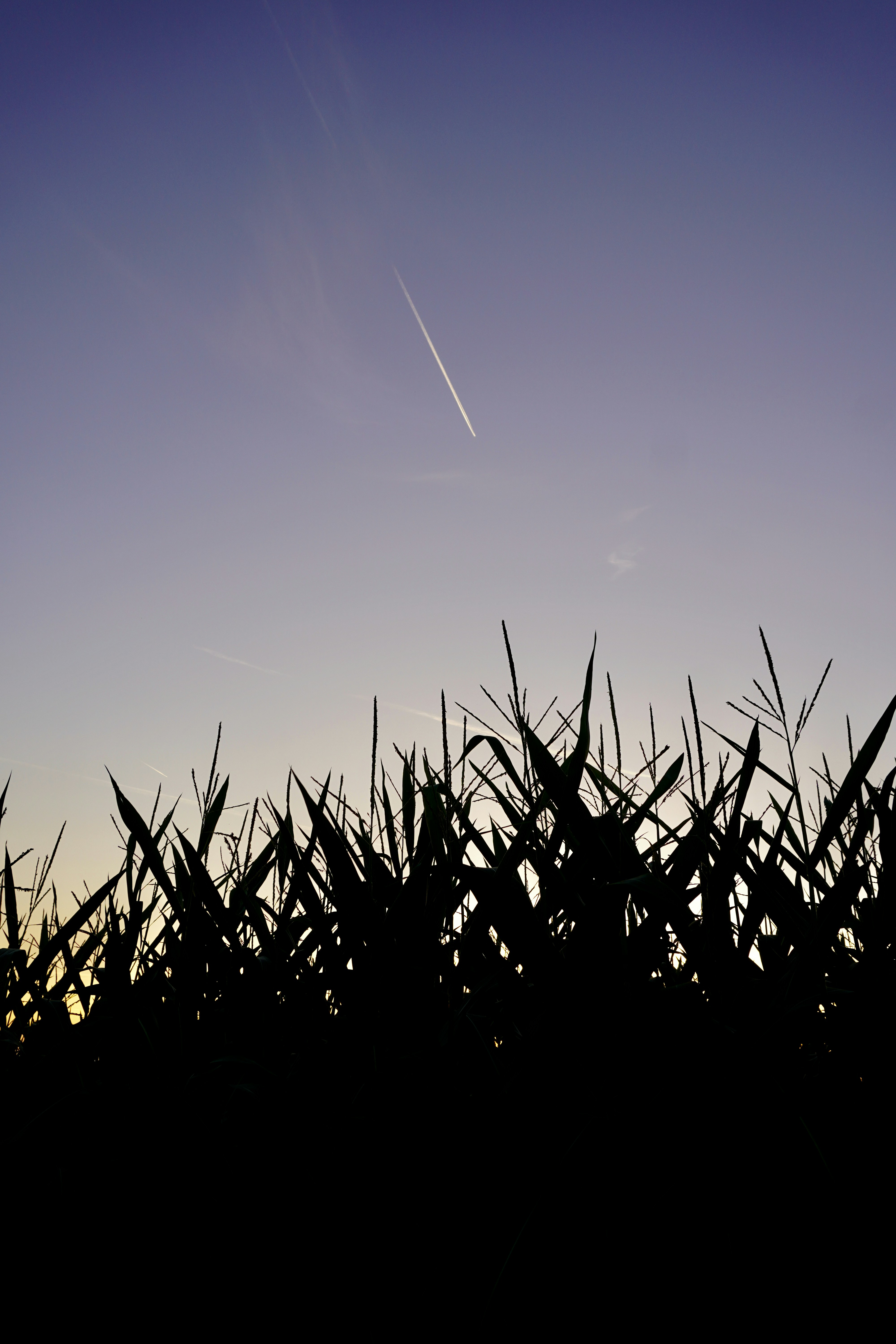 Contrail Crossing a Velvet Dusk Above a Silhouetted Cornfield
