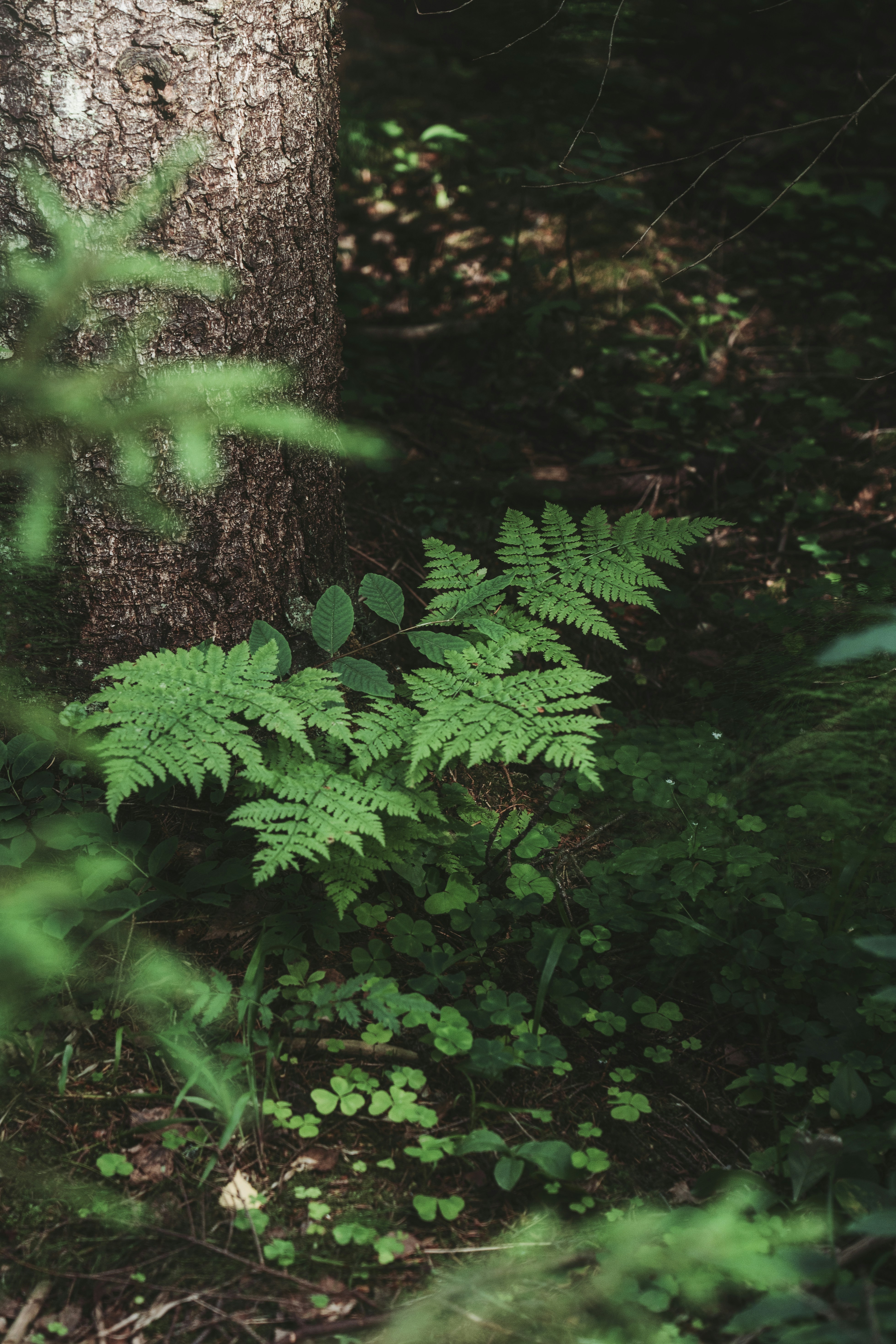 Une plante verte à côté d’un arbre dans une forêt photo – Photo Forêt ...