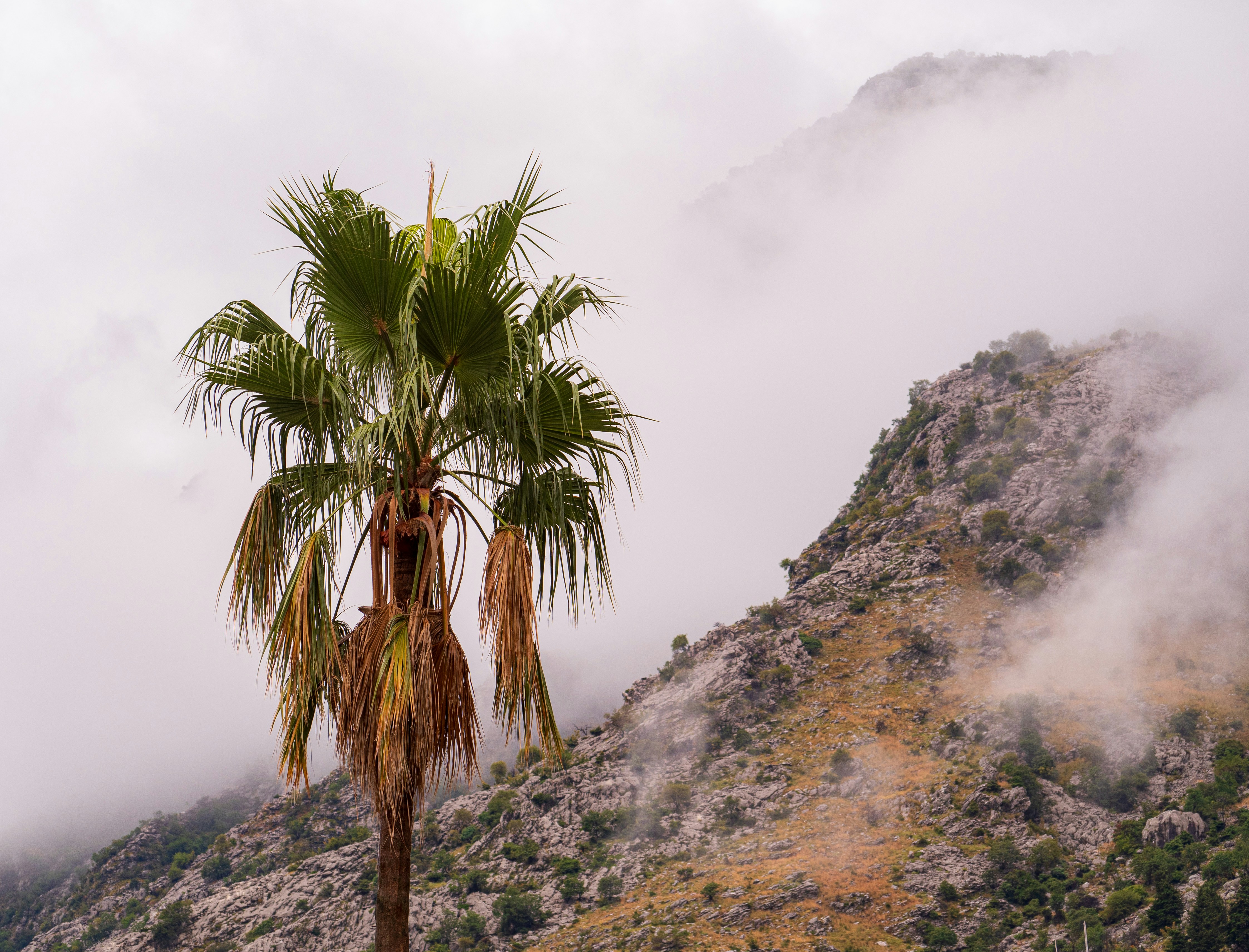Foto Una palmera frente a una montaña – Imagen Sol gratis en Unsplash