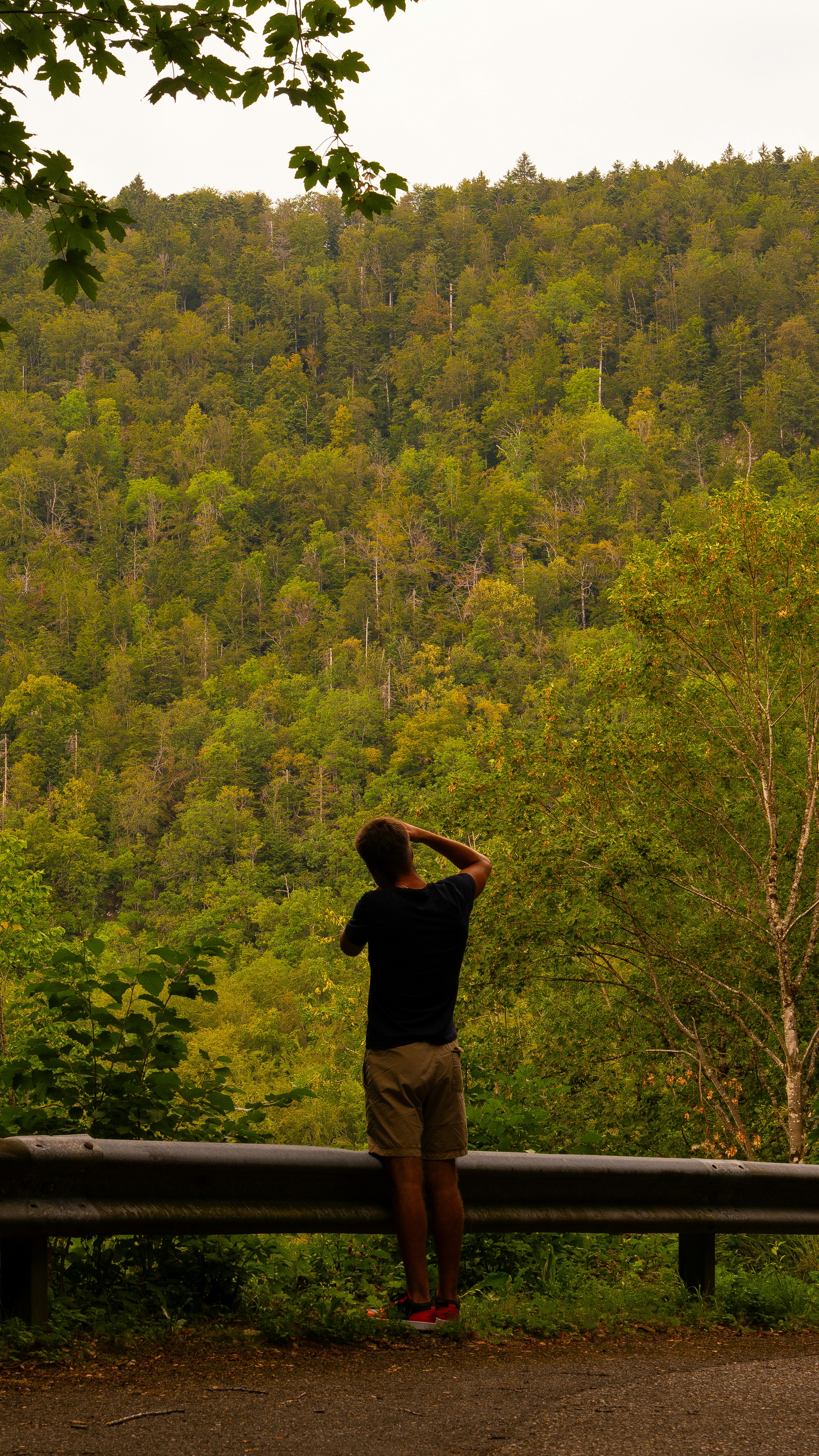 Guardrail Gazer: Quiet Reverie Over a Rolling Pine Forest