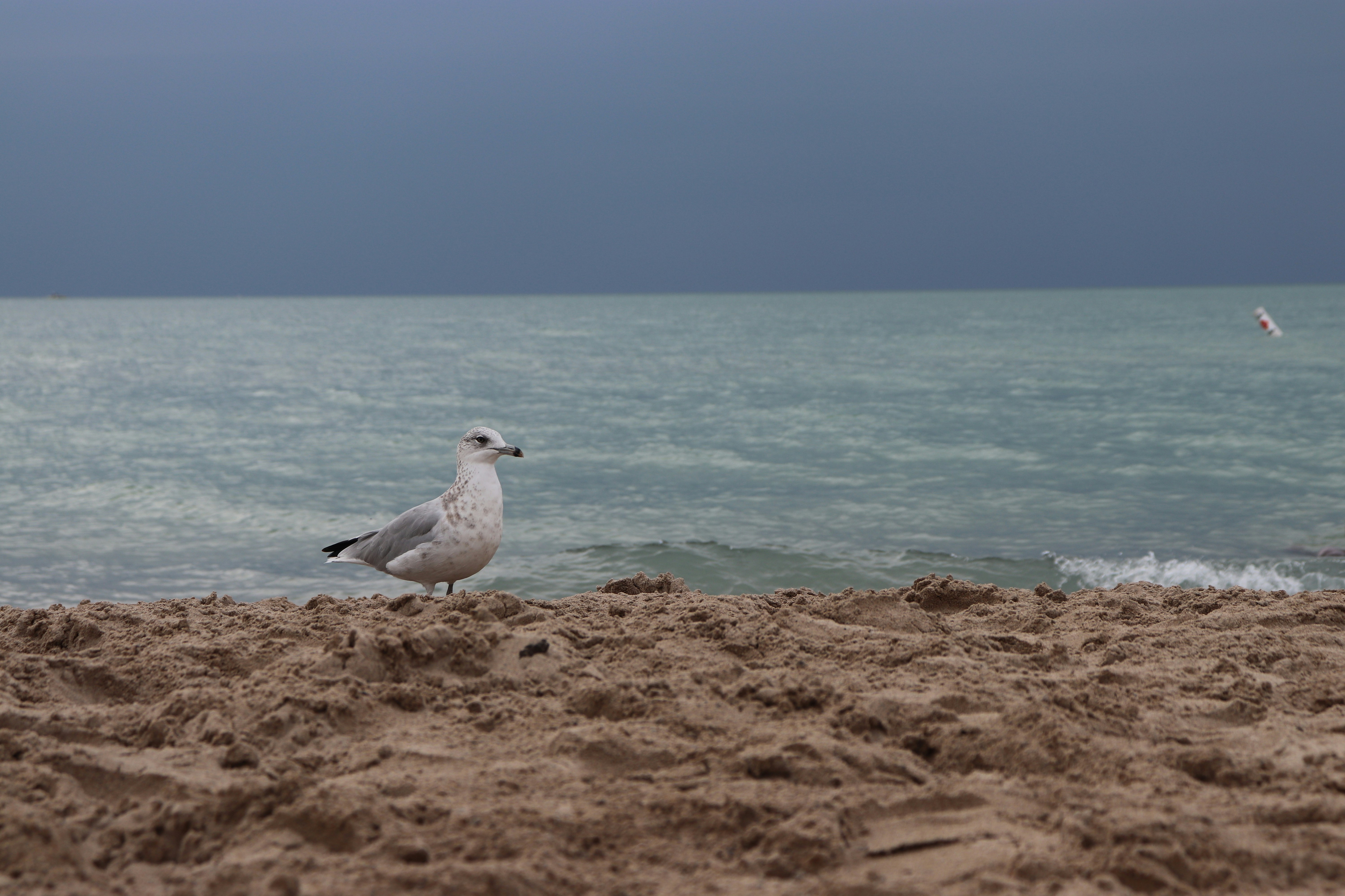 Photo by Ankit Patel with Canon EOS 200D Mark II