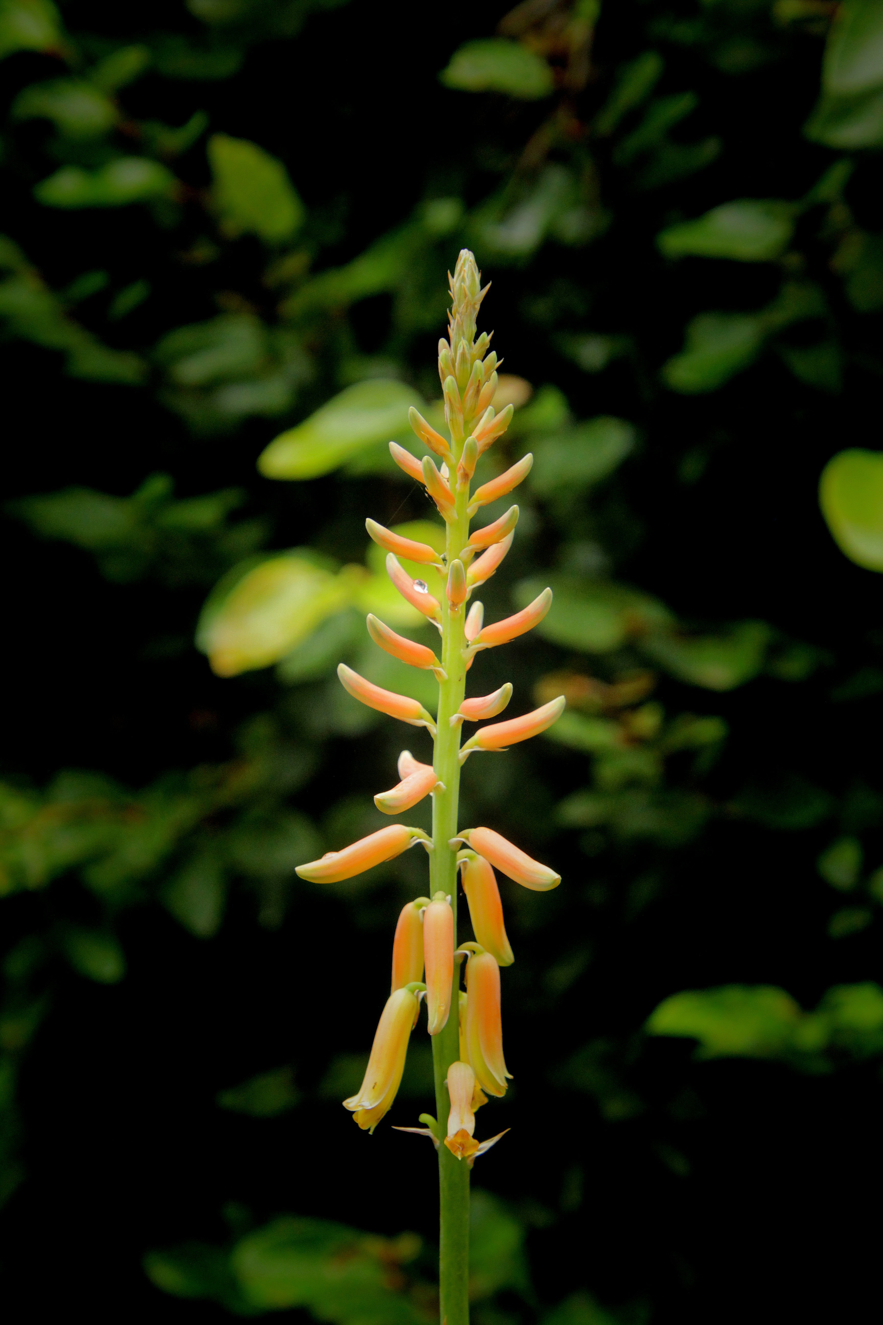 Photo by viswaprem anbarasapandian with Canon EOS 1300D