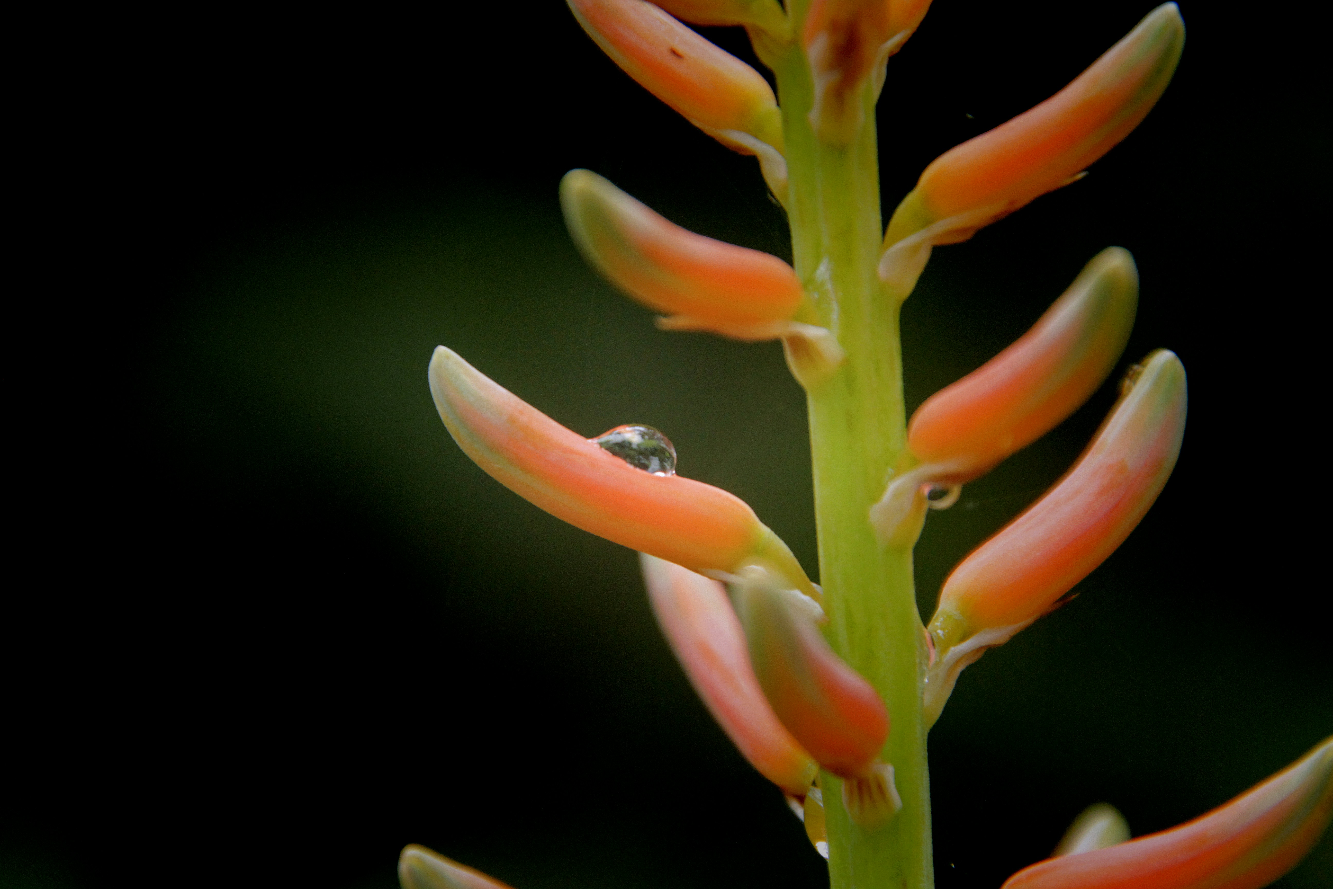 Dew on a Coral Spike: A Macro Portrait of Color and Light