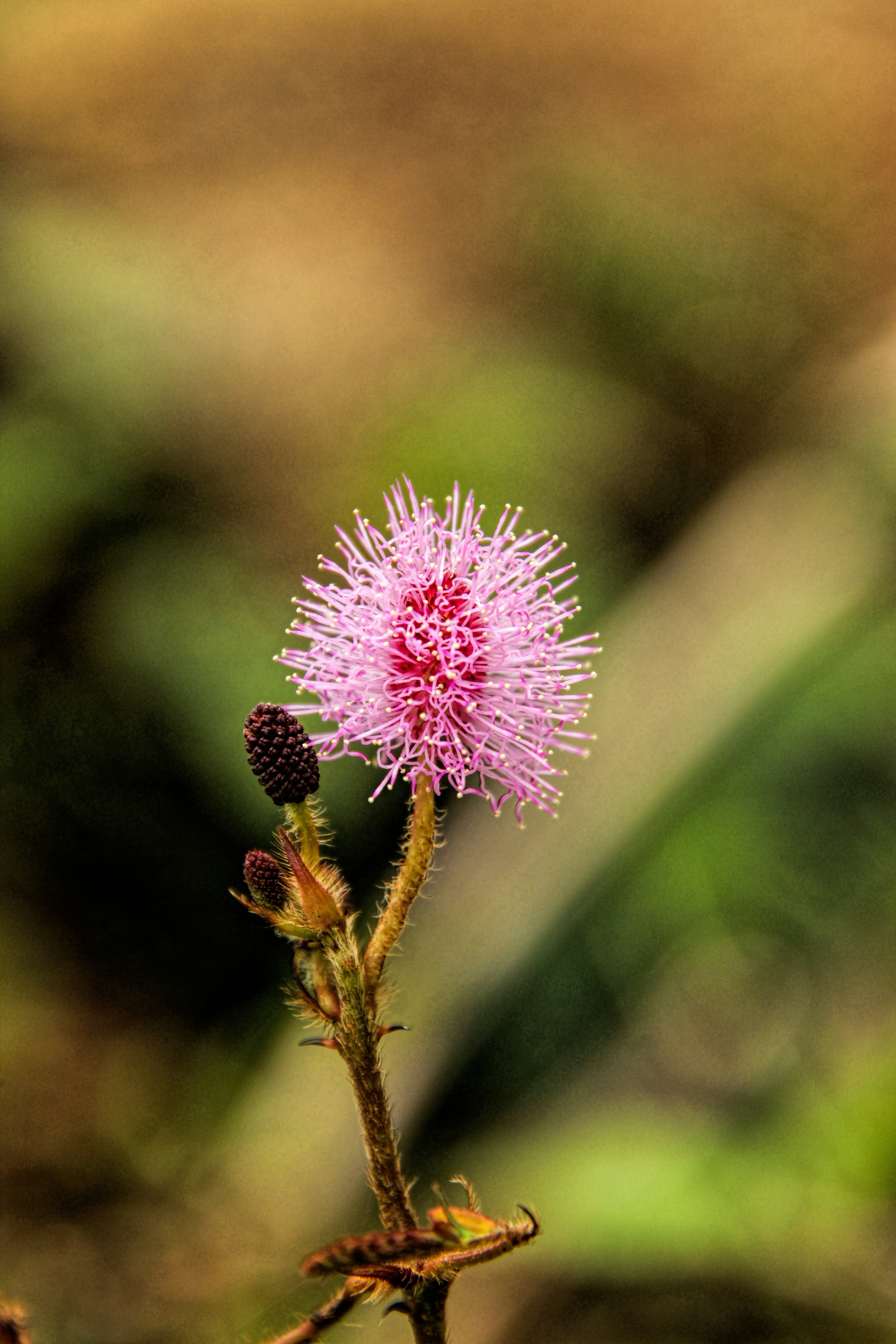 Delicate pink Mimosa flower with feathery petals, showcasing intricate details against a softly blurred background.