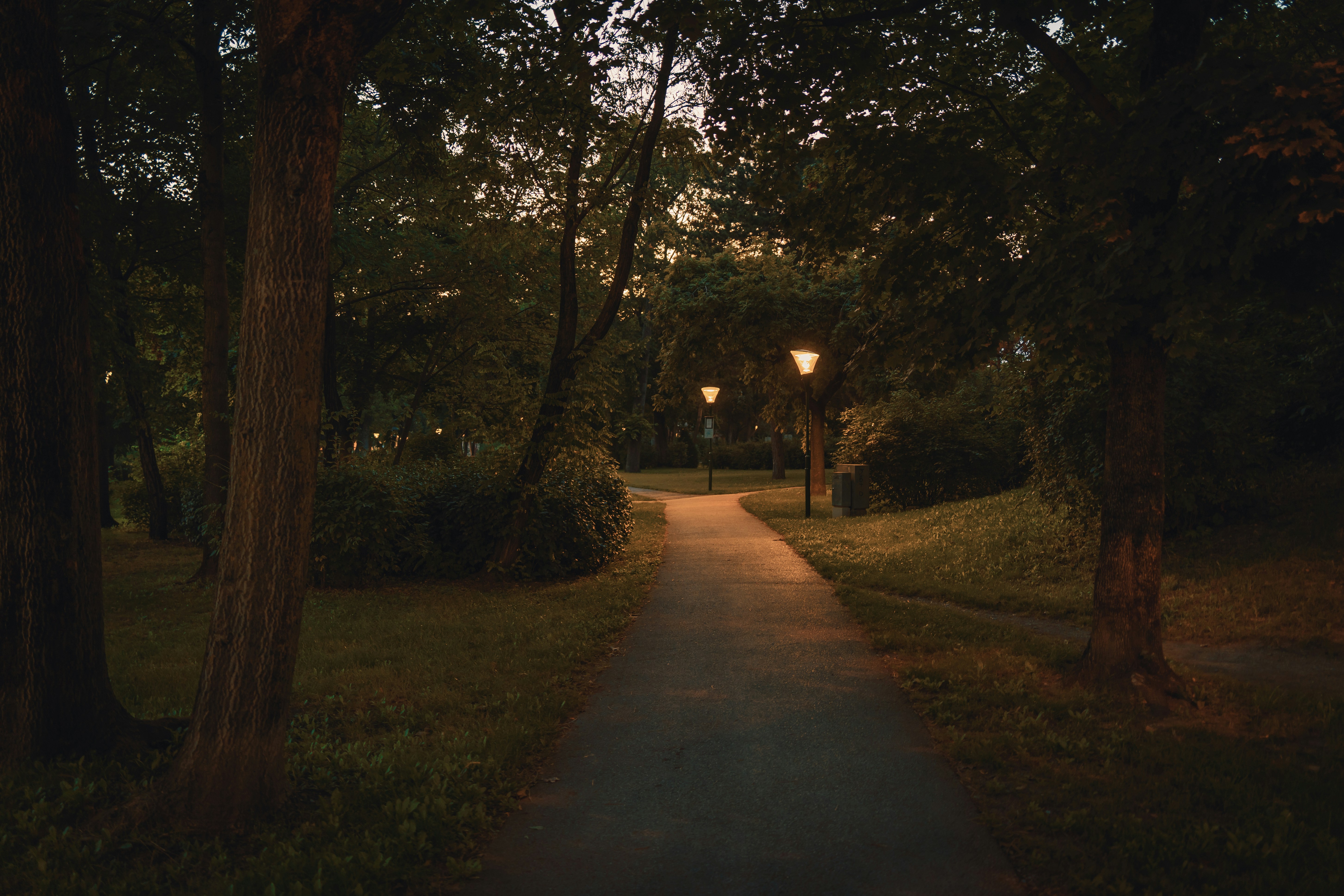 Forest Path Night