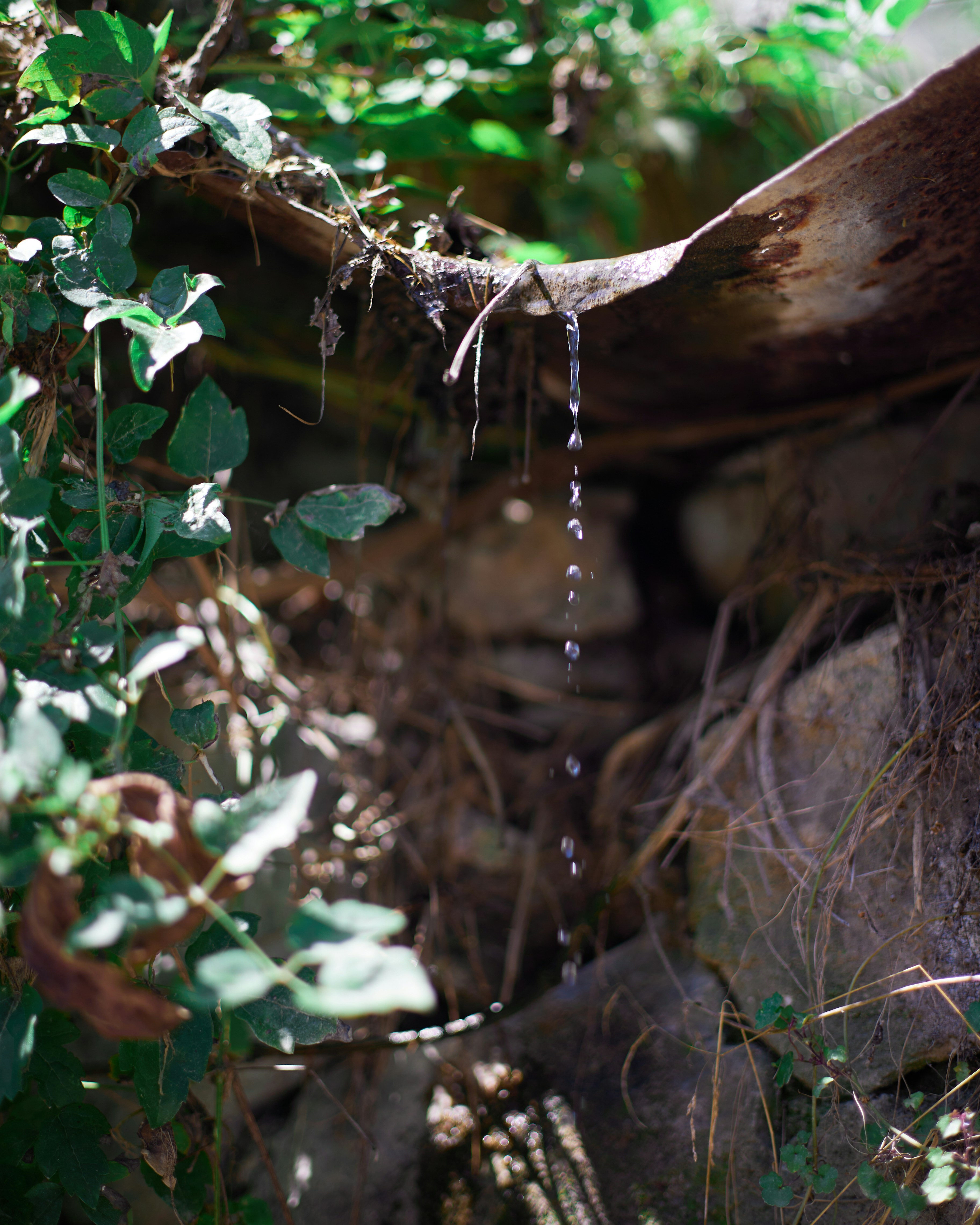 Morning Drips: A Quiet Cascade from a Mossy Overhang