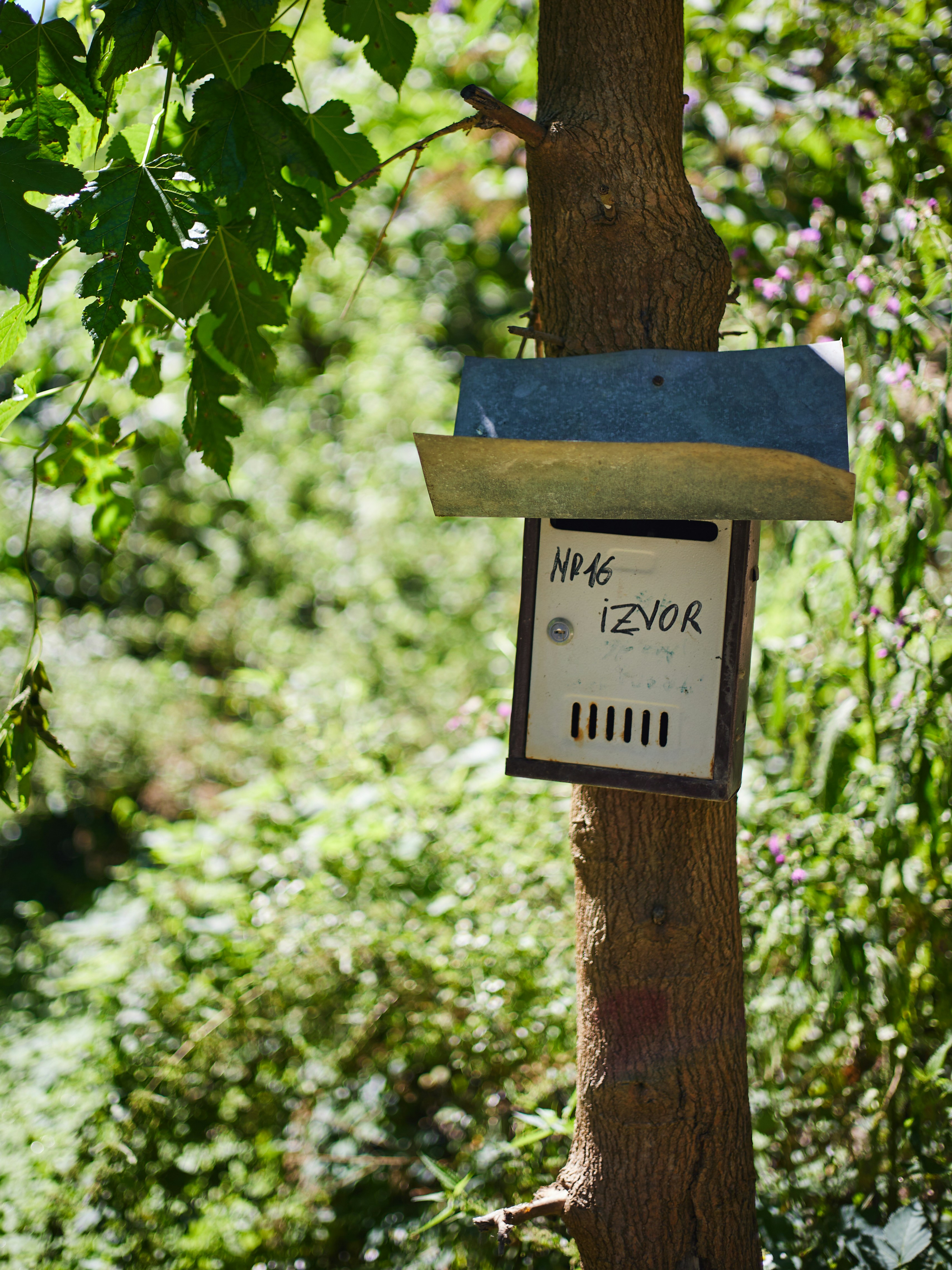 Mailbox in a Sunlit Orchard Tree