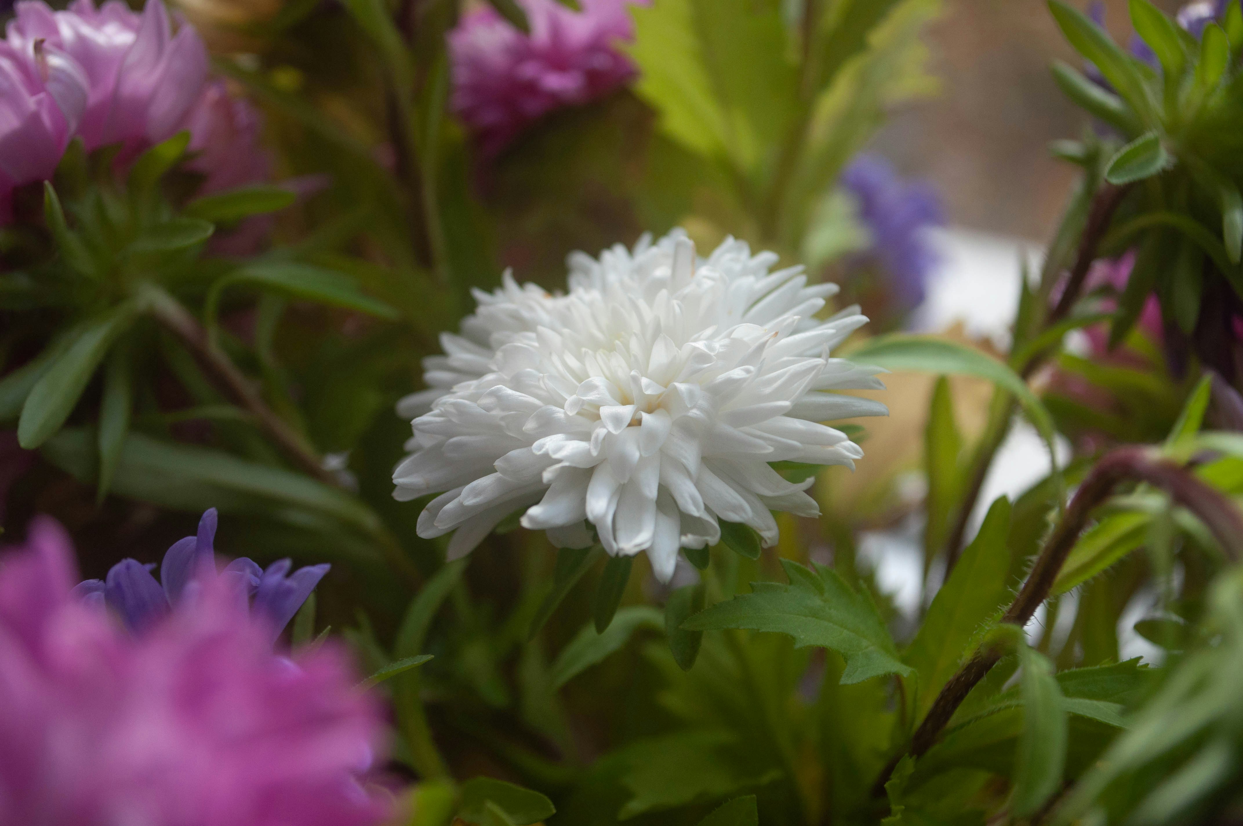 A Symphony of Petals: The Heart of Spring