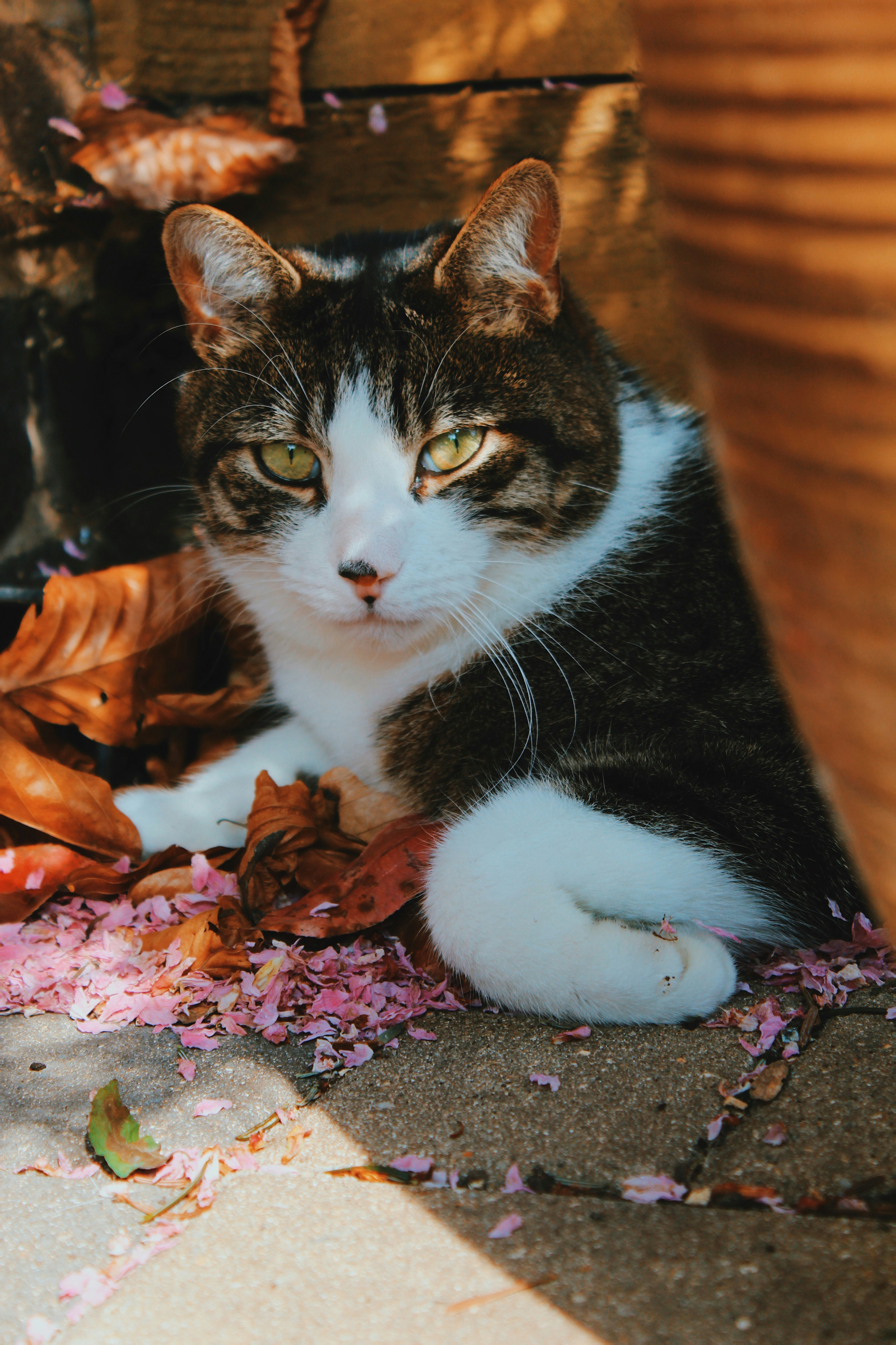 Emerald Gaze in Autumn Shade