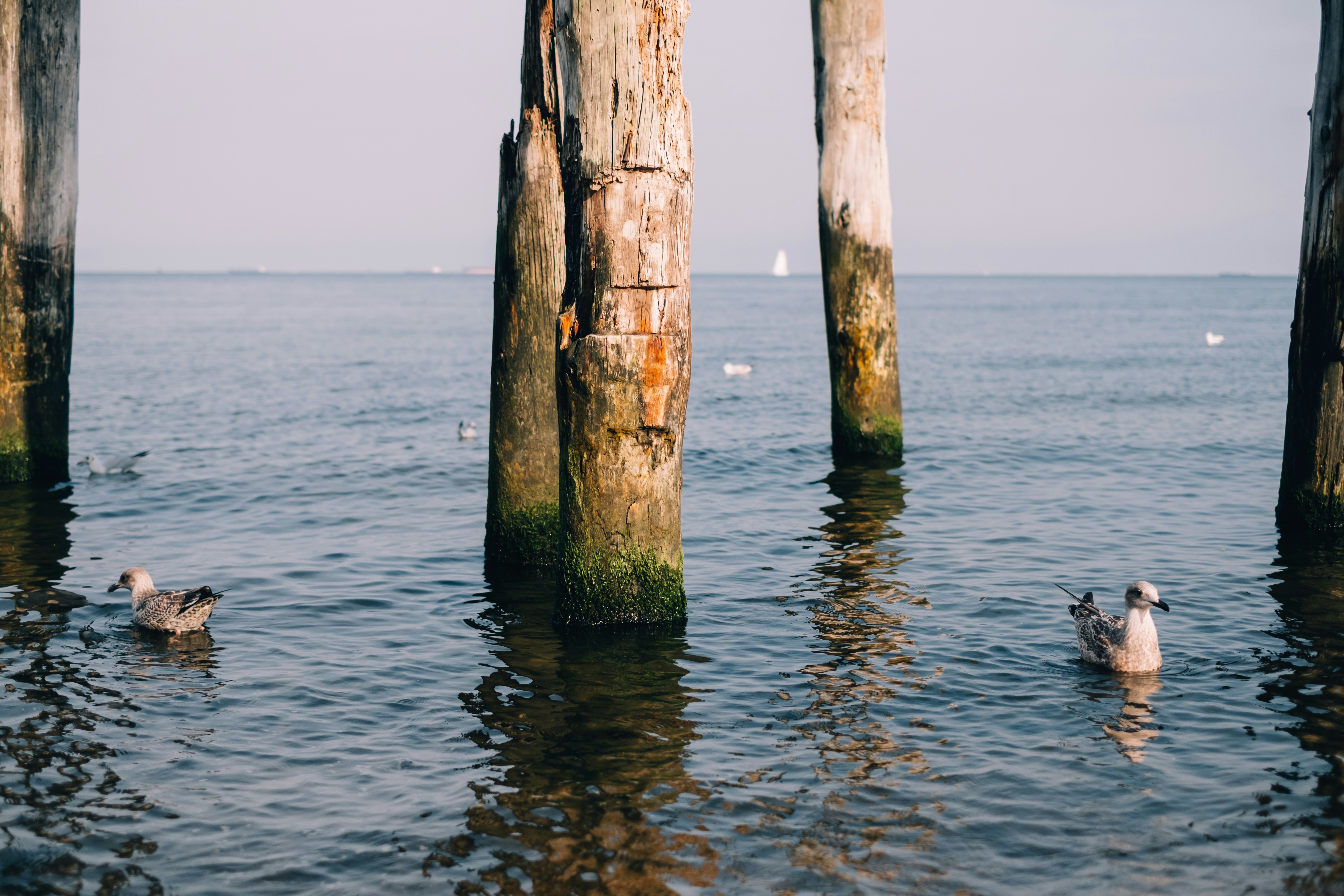 Ducks glide gracefully between weathered wooden beams in calm waters.