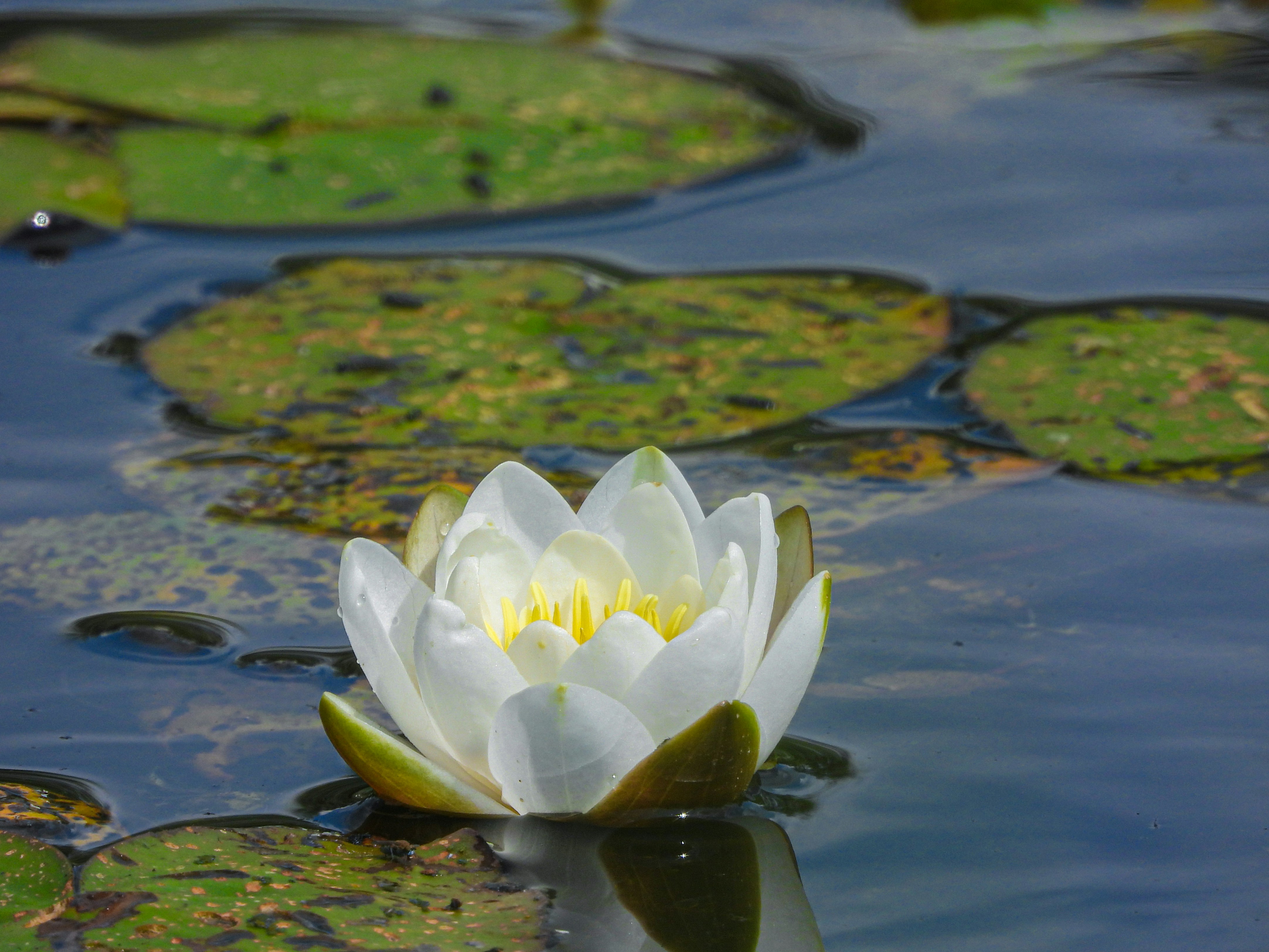 Water Flower Pictures | Download Free Images on Unsplash