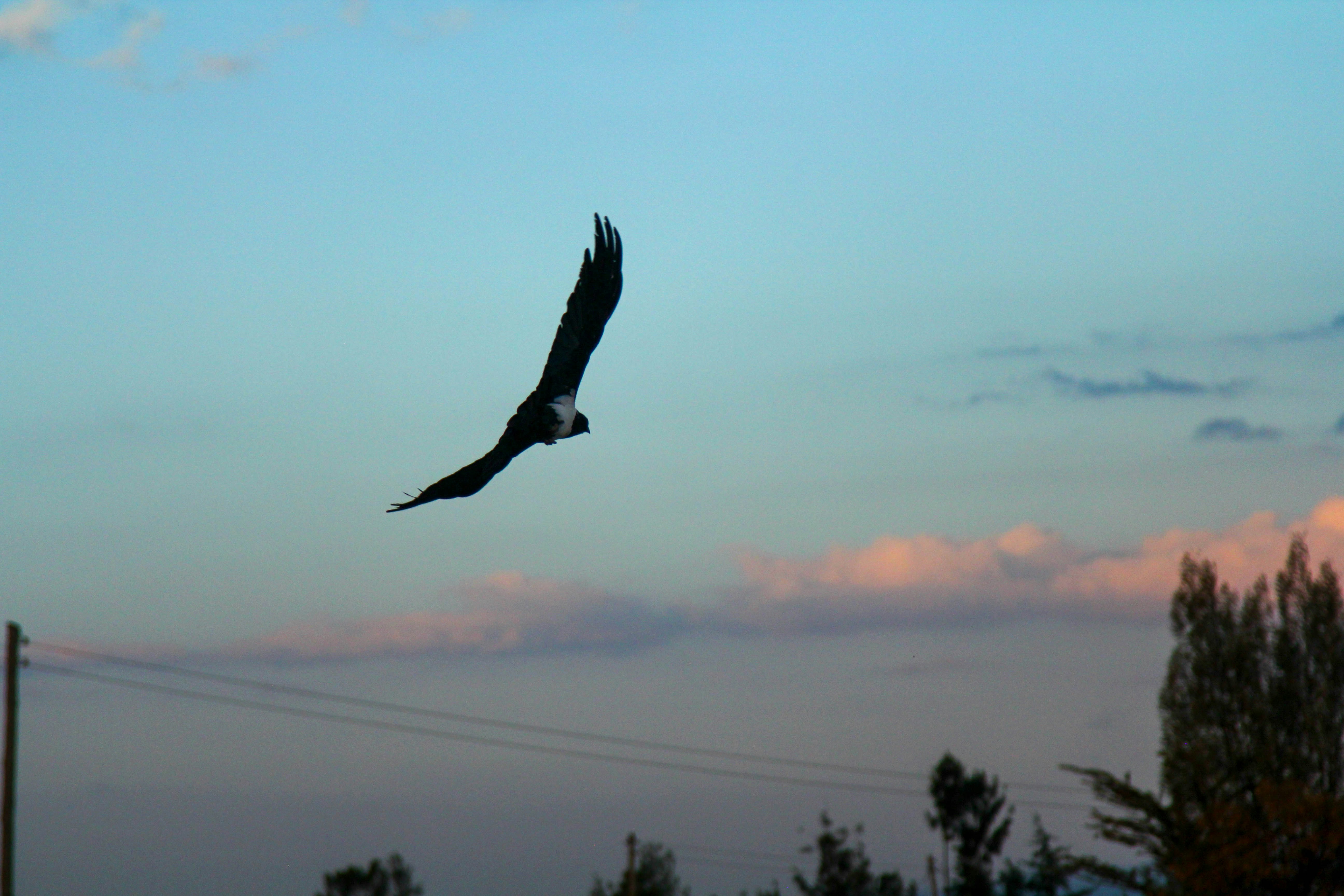 Pastel Skies, Lone Bird in Flight Under a Quiet Sunset