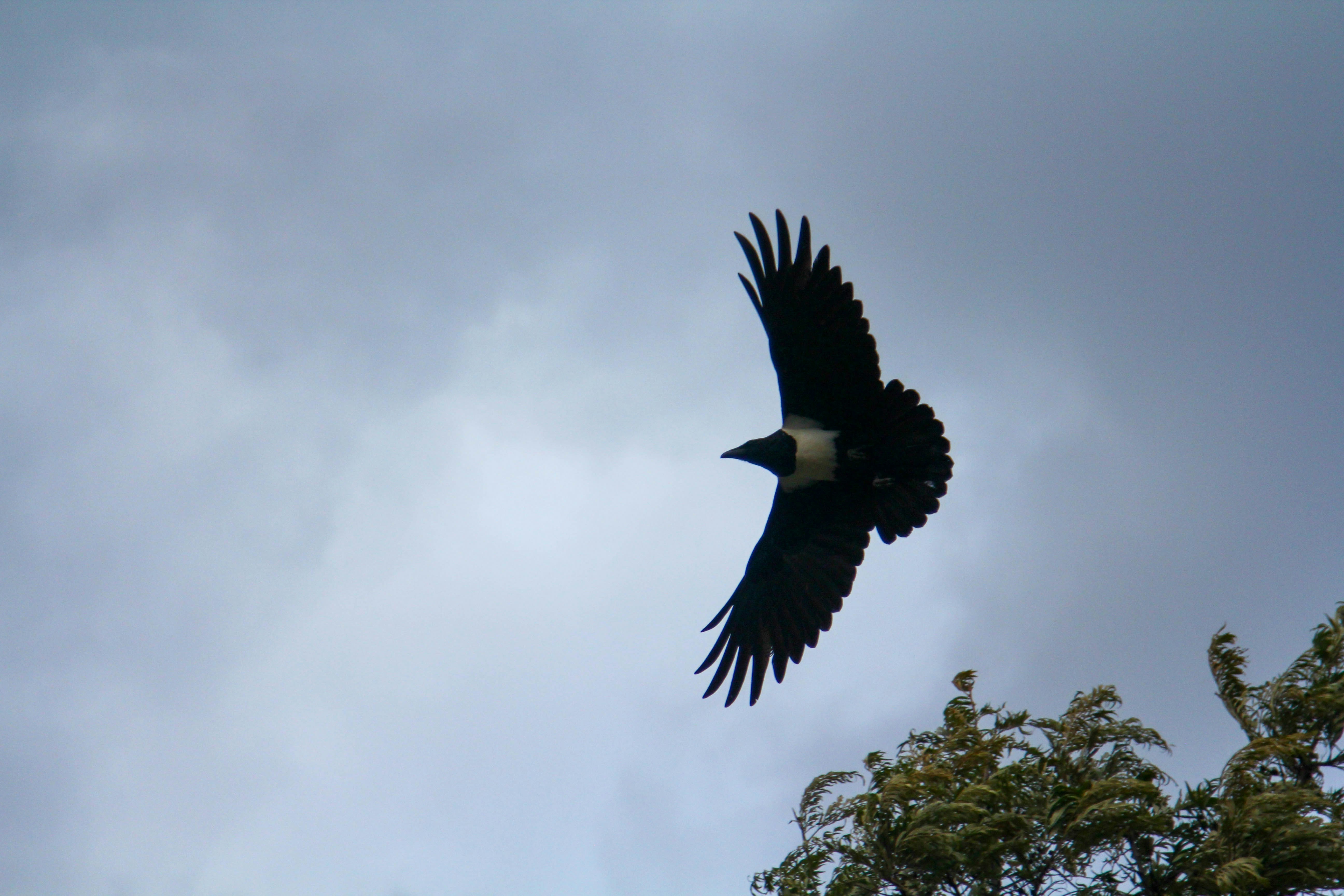 Raven in the Overcast: Wingbeat Across a Quiet Pine Canopy