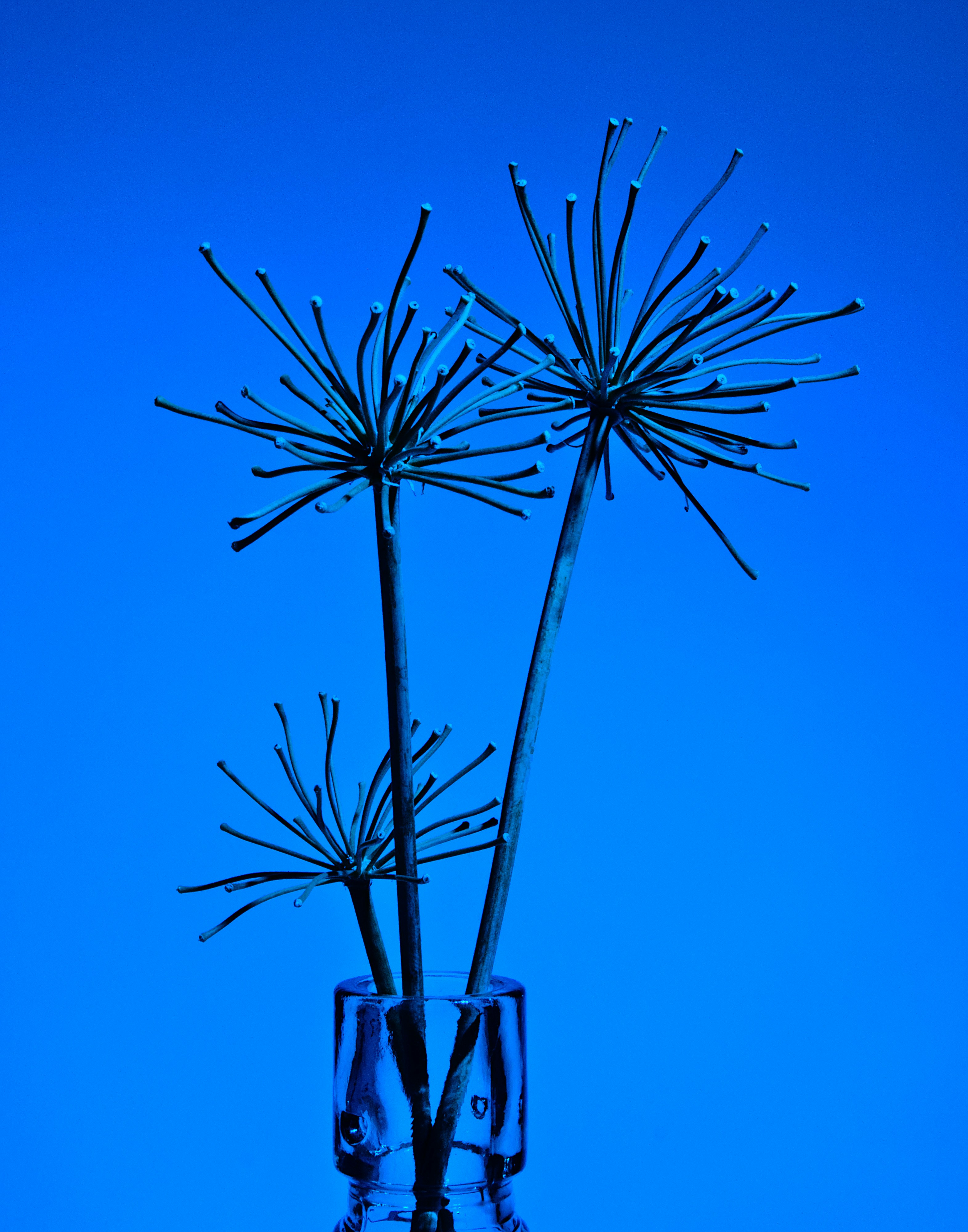 Silhouetted agapanthus against a vibrant blue backdrop.