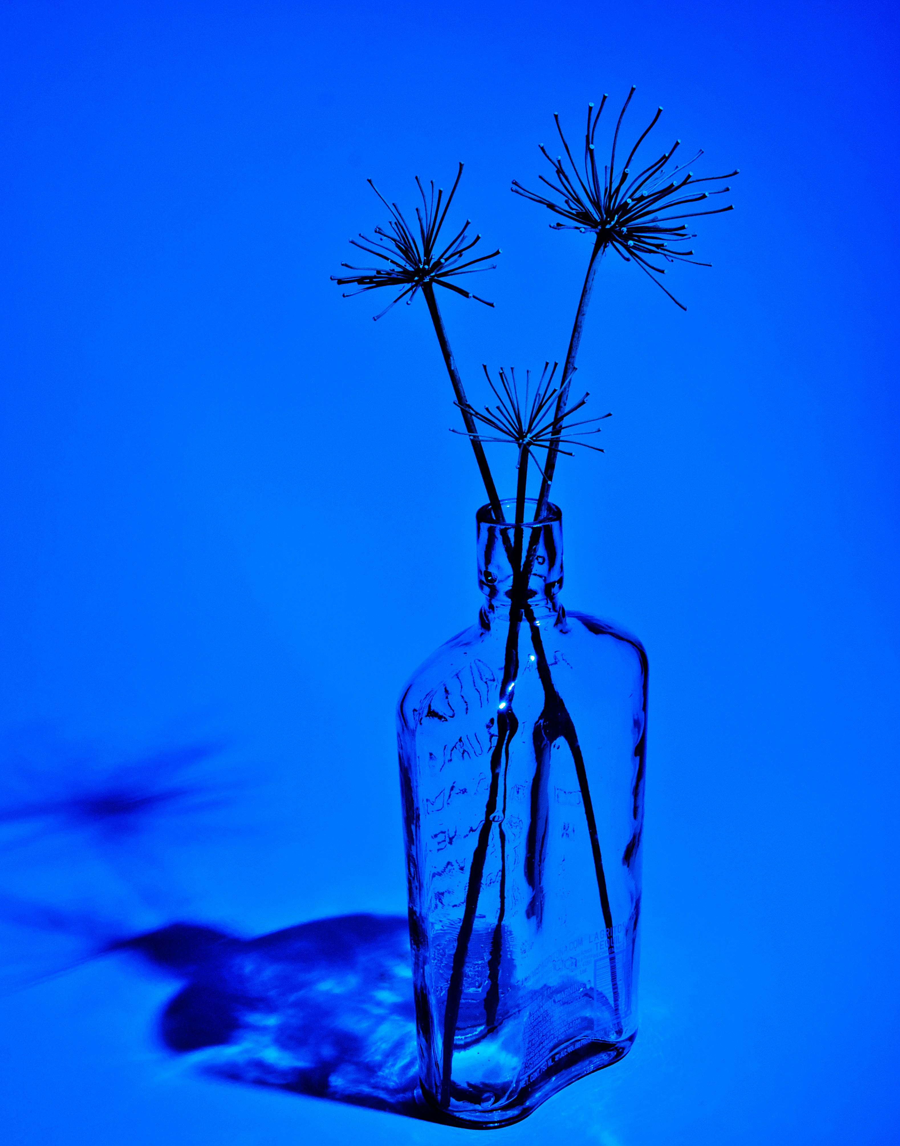 Ethereal Blue Still Life: Nature in Glass